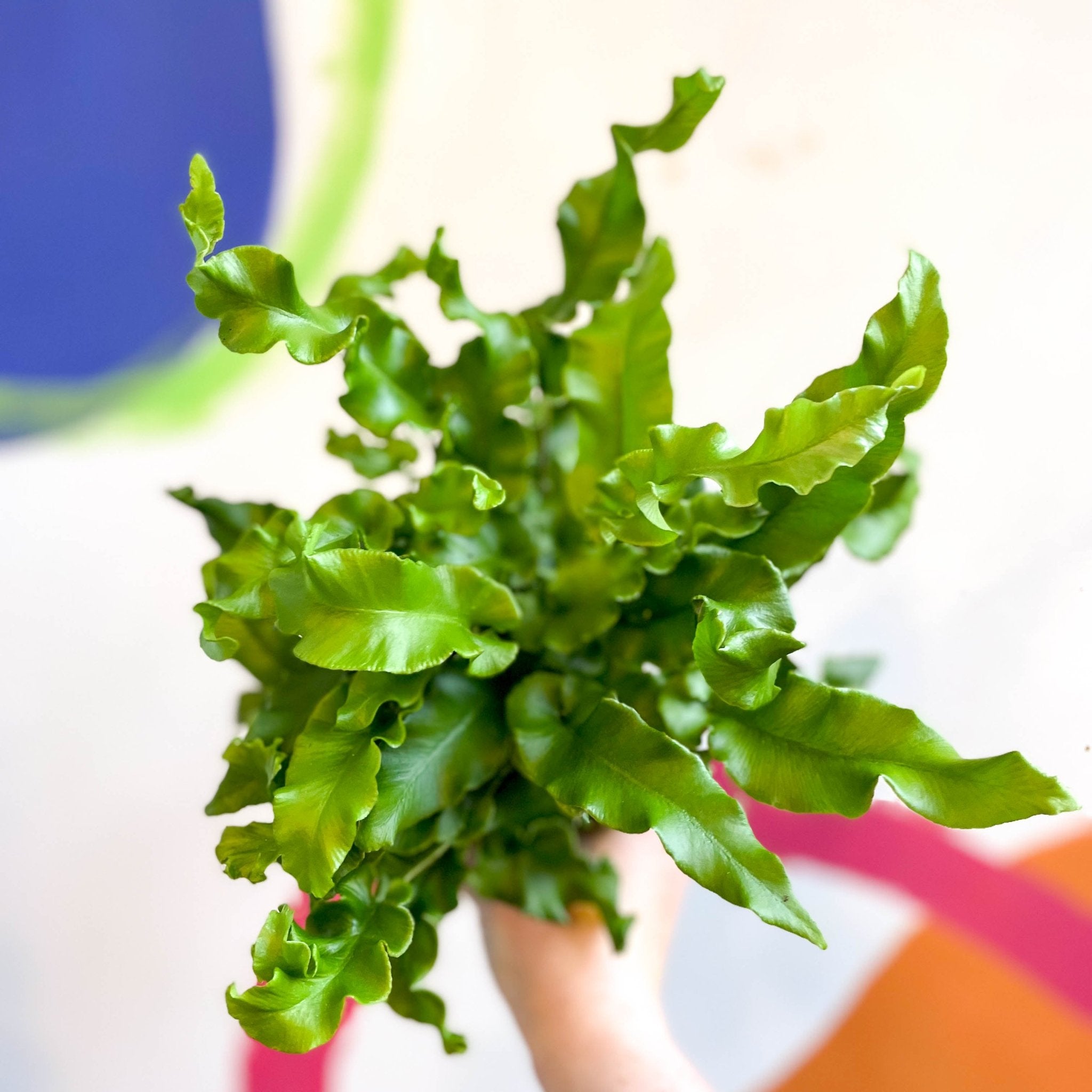 Asplenium scolopendrium - Hart's Tongue Fern [Hardy Evergreen] – Sprouts of Bristol