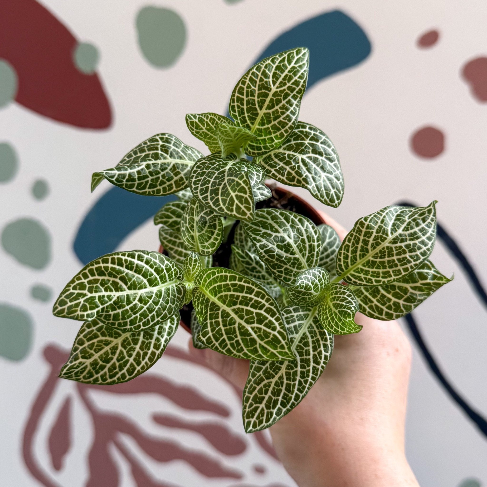 Fittonia verschaffeltii 'White Angel' – Sprouts of Bristol