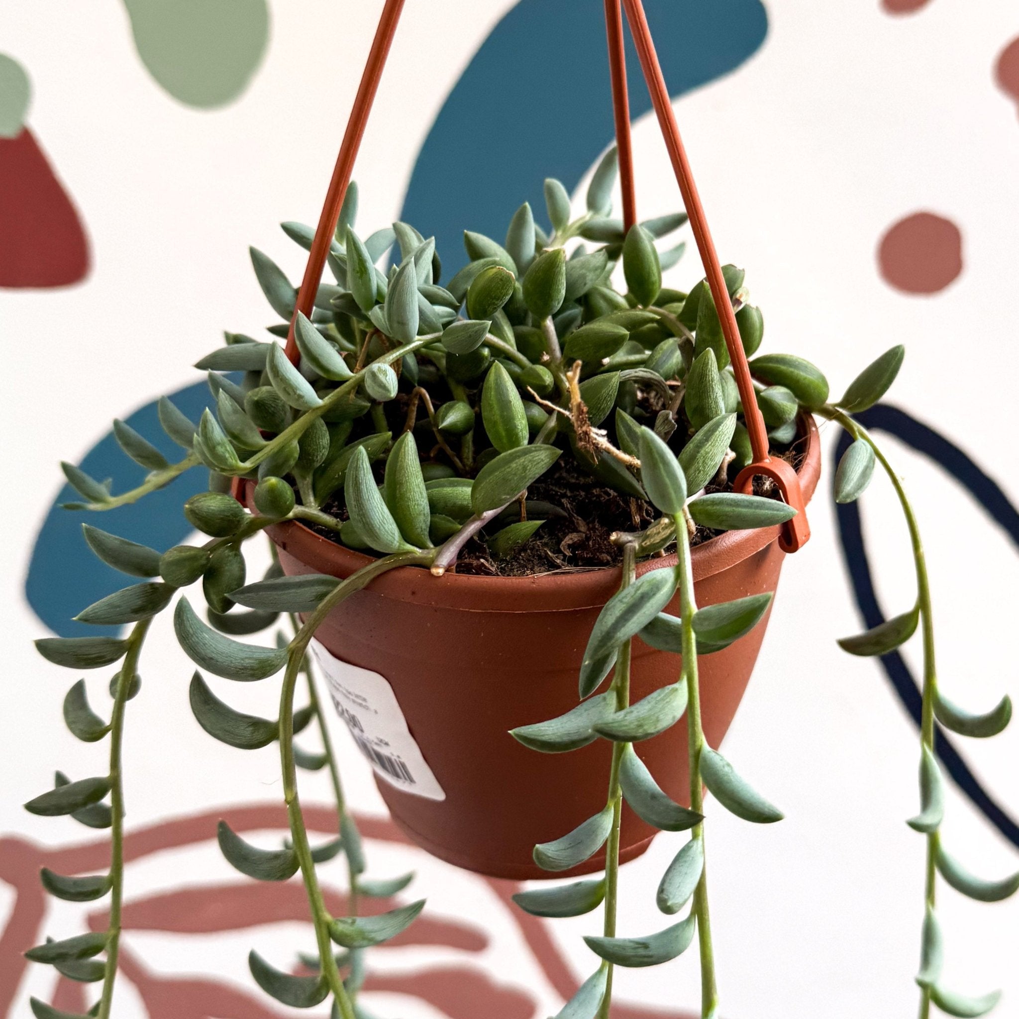 Senecio radicans - String of Bananas – Sprouts of Bristol