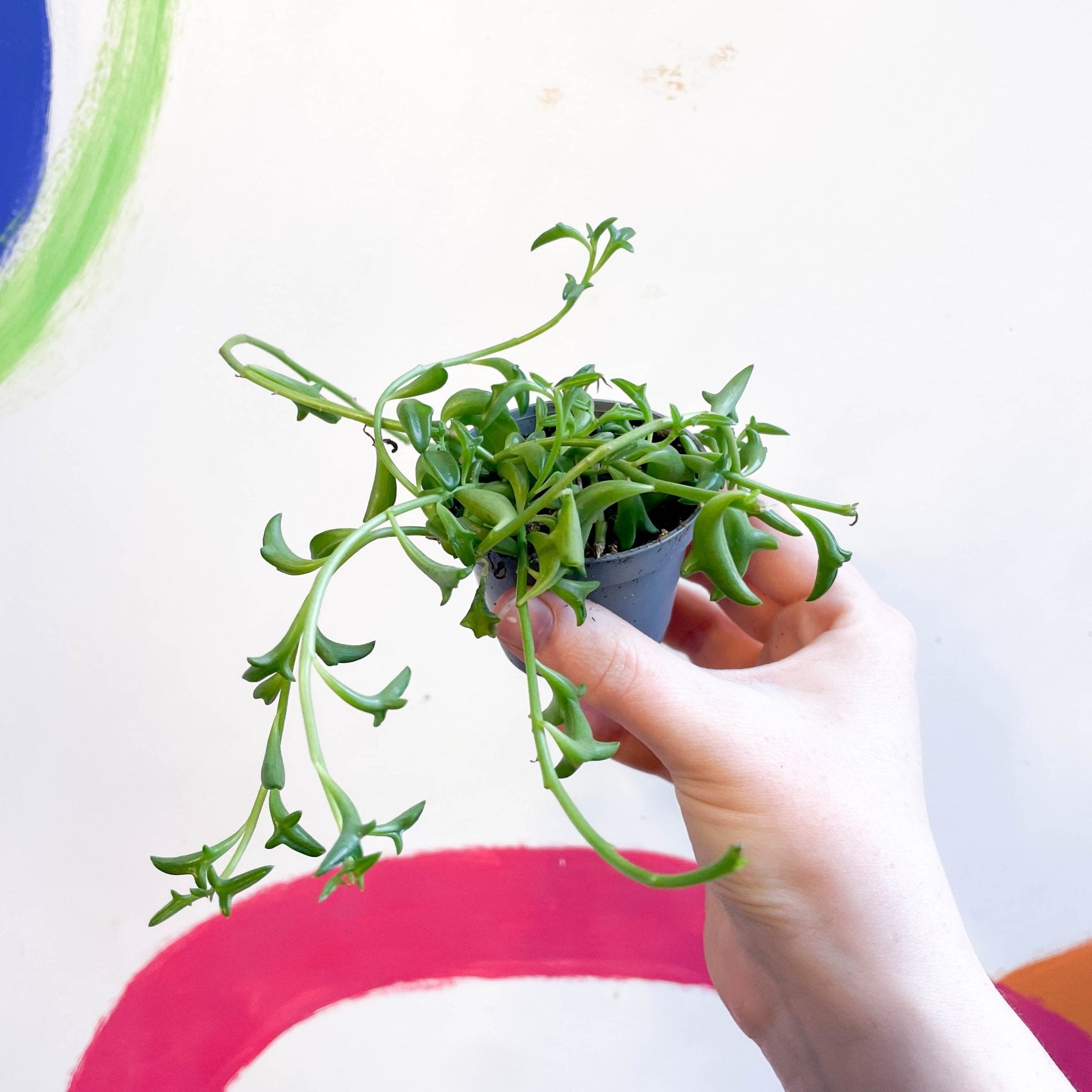 Senecio peregrinus - String of Dolphins – Sprouts of Bristol