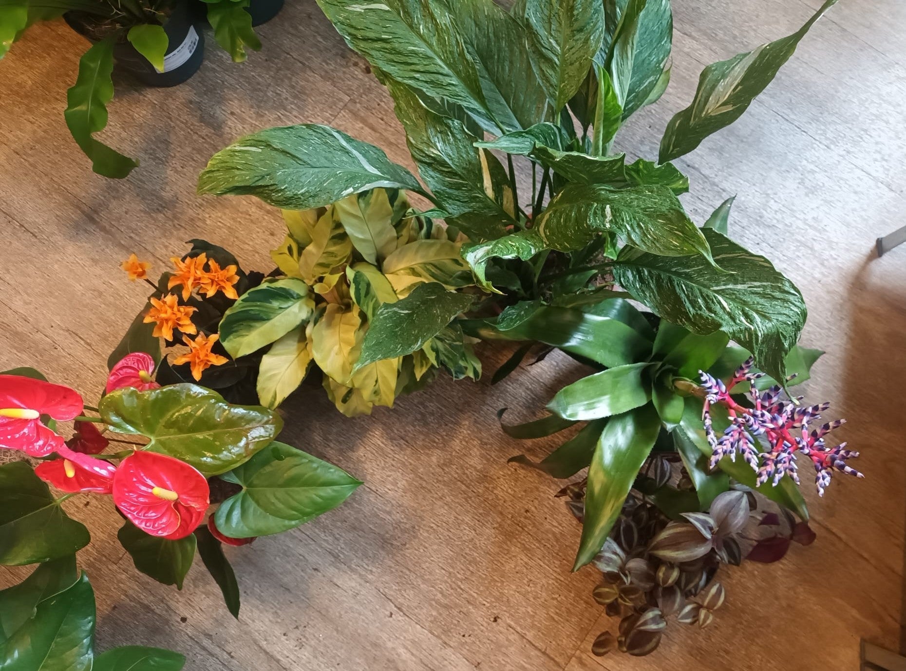 Plants for Pride: Our Houseplant Rainbow – Sprouts of Bristol