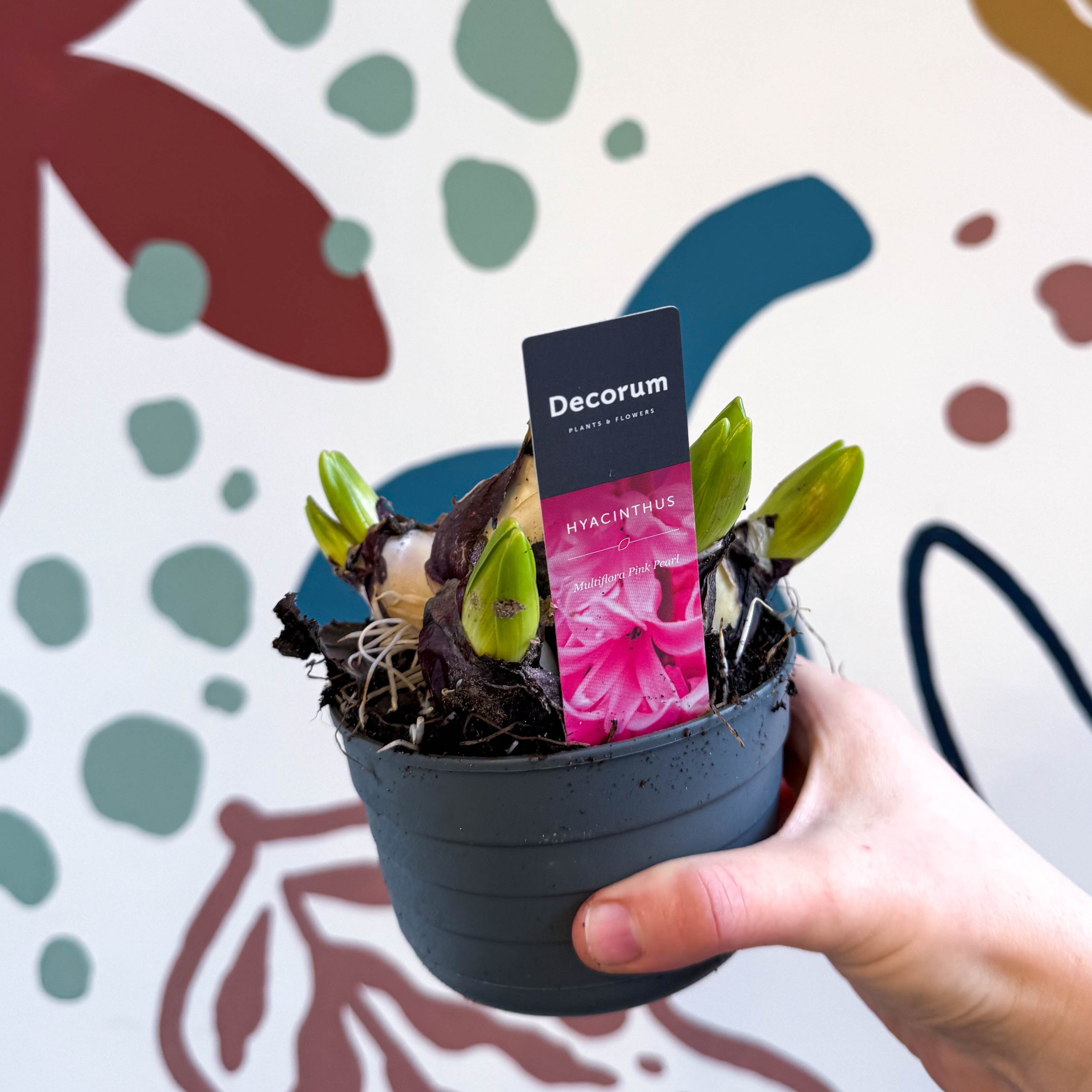 Hyacinthus multiflora ‘Pink Pearl’ - Potted Pink Hyacinth Bulbs ...