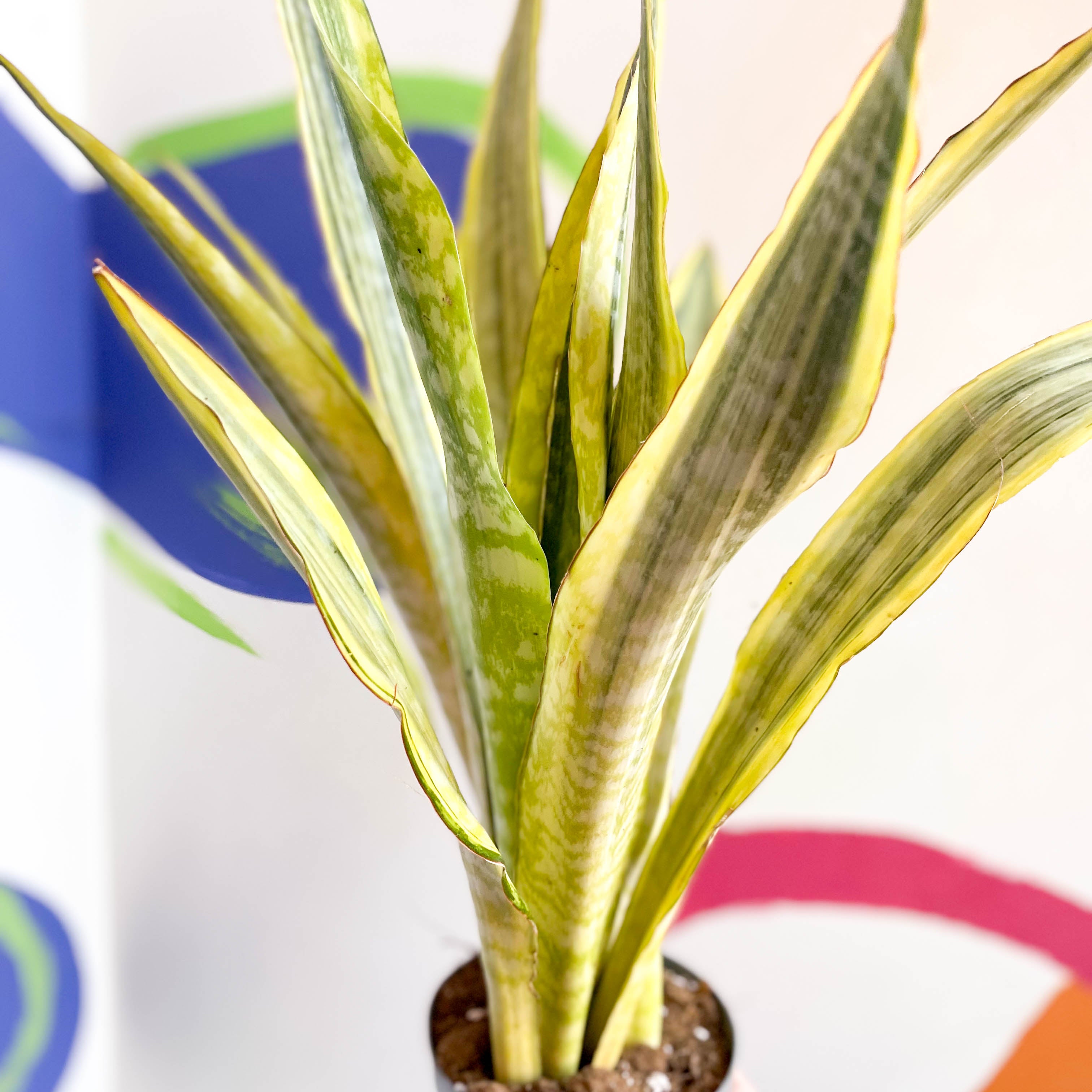 Snake Plant - Sansevieria aubrytiana ‘Lauren’ – Sprouts of Bristol