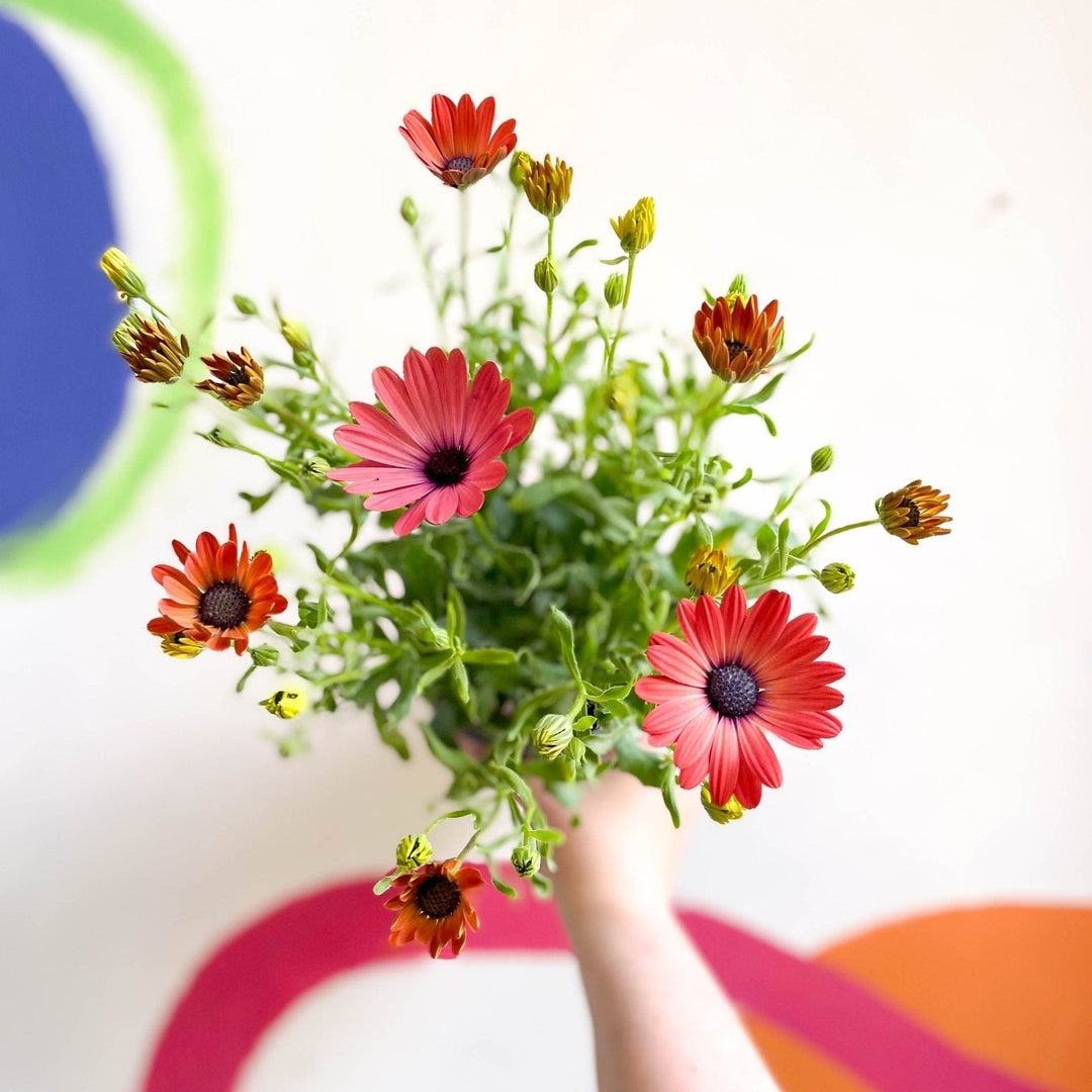 Osteospermum astra 'Rose Magic' - African Daisy – Sprouts of Bristol