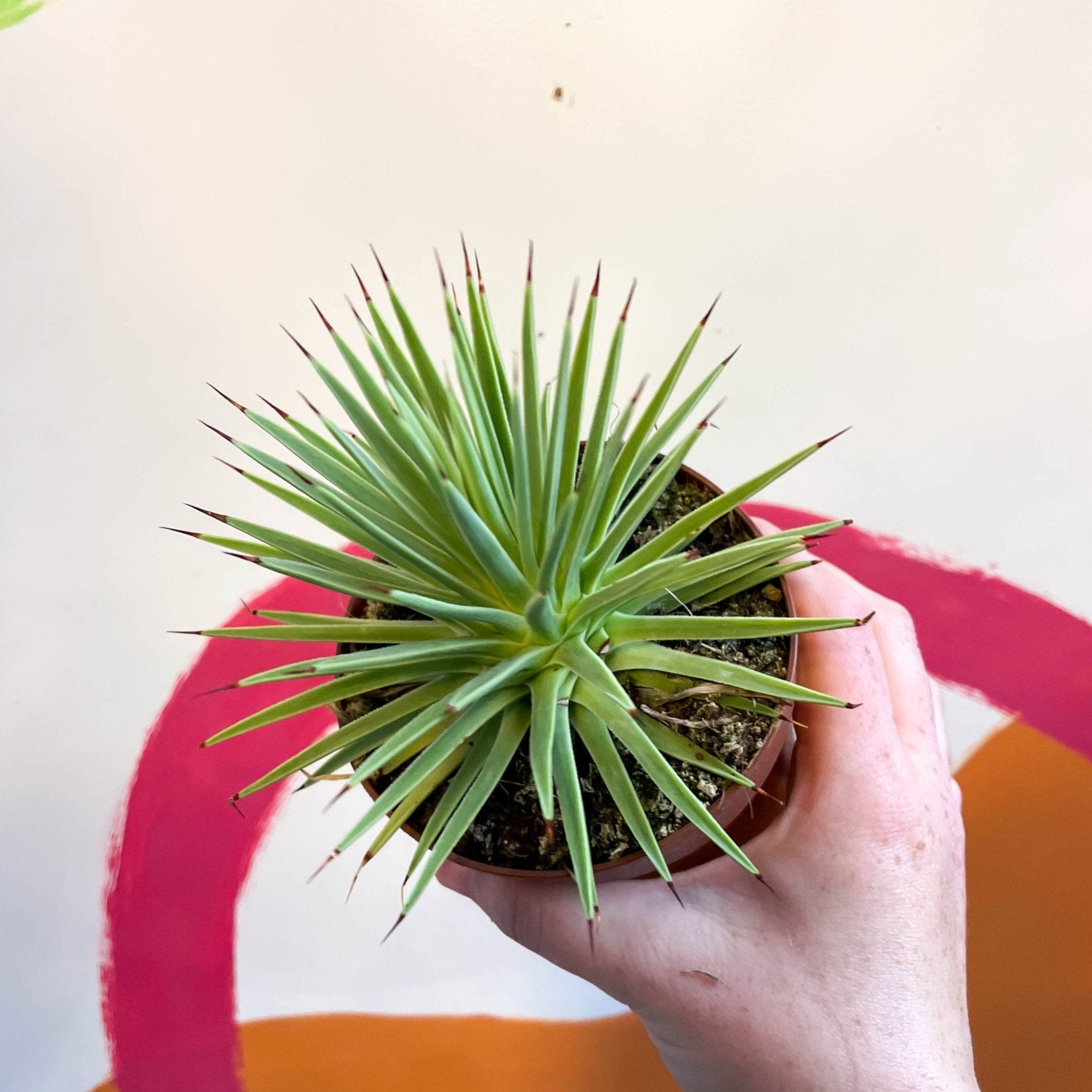 Agave stricta 'Nana' – Sprouts of Bristol
