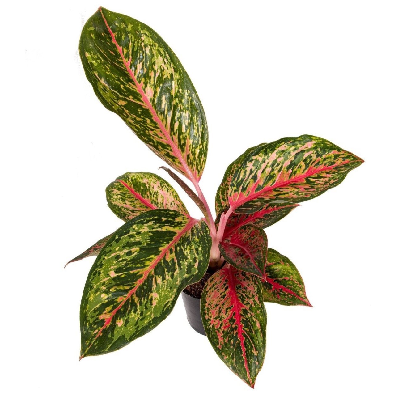 Aglaonema 'Lychee Red' - Chinese Evergreen – Sprouts of Bristol