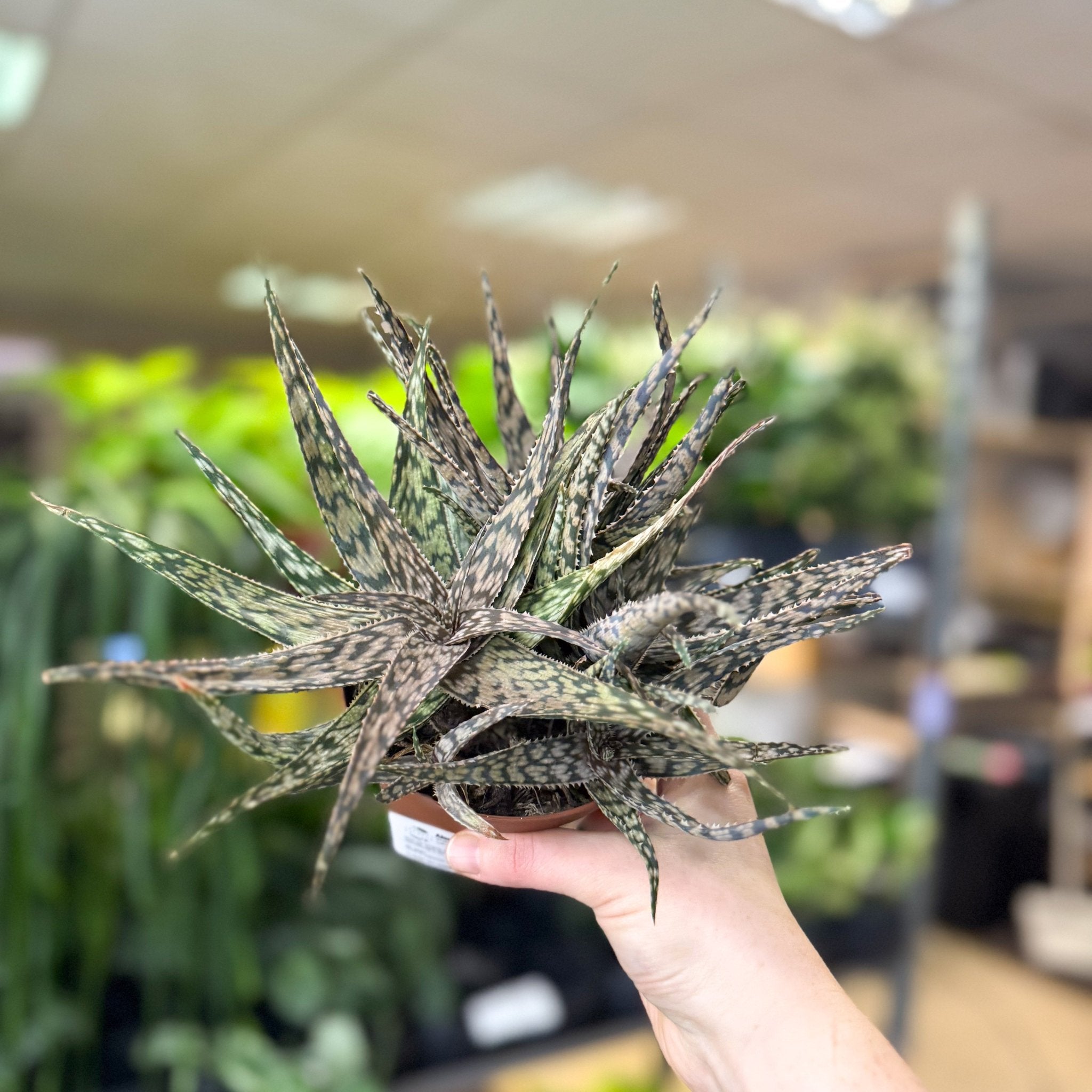 Aloe somaliensis – Sprouts of Bristol