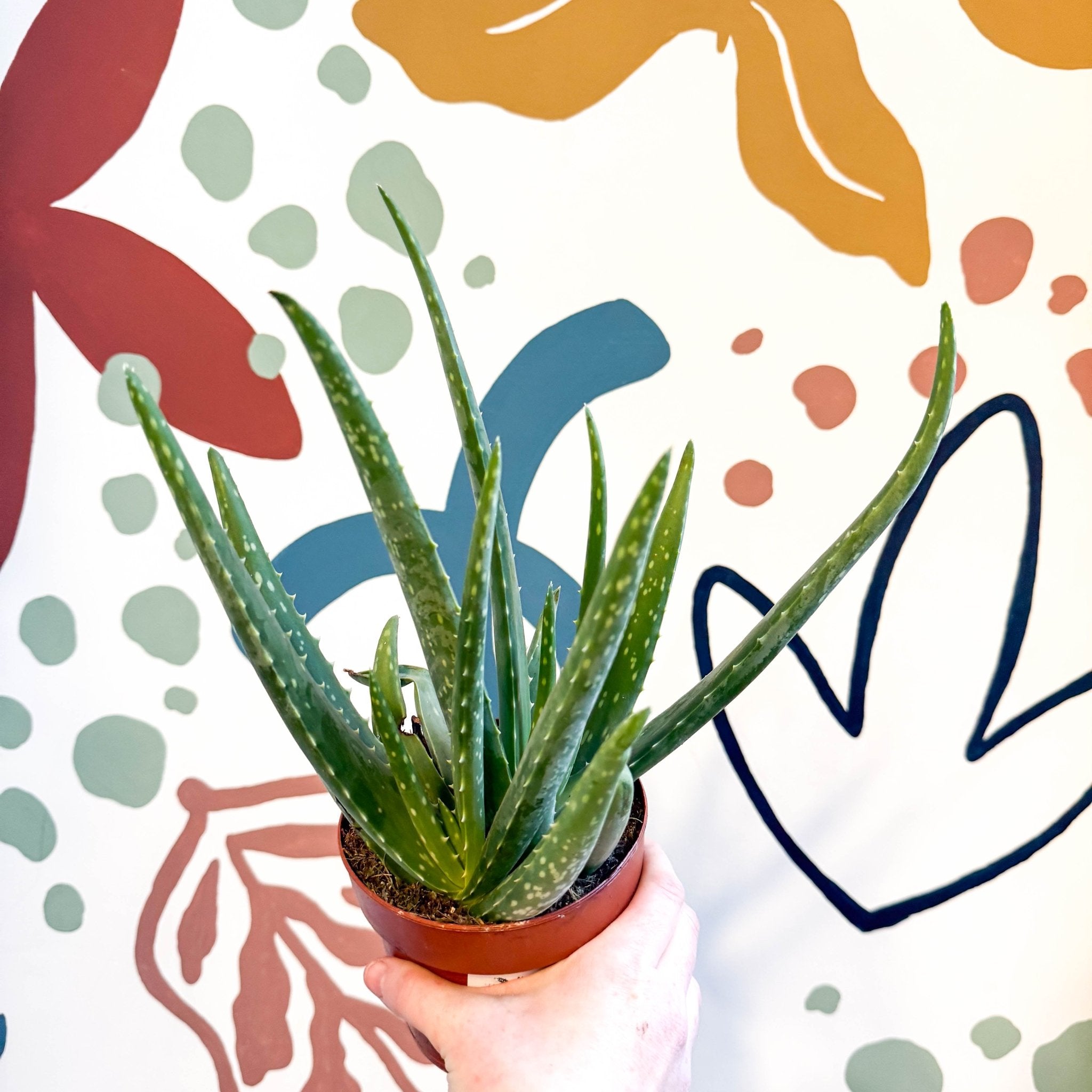 Aloe vera – Sprouts of Bristol