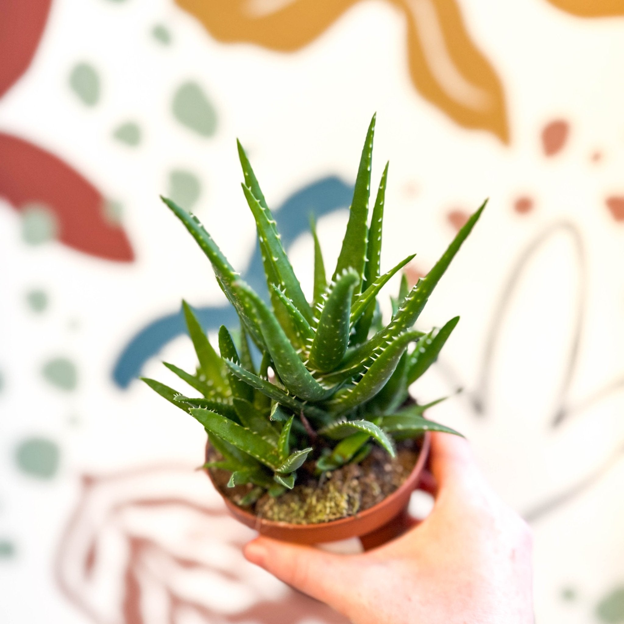 Aloe vera 'Verini' – Sprouts of Bristol