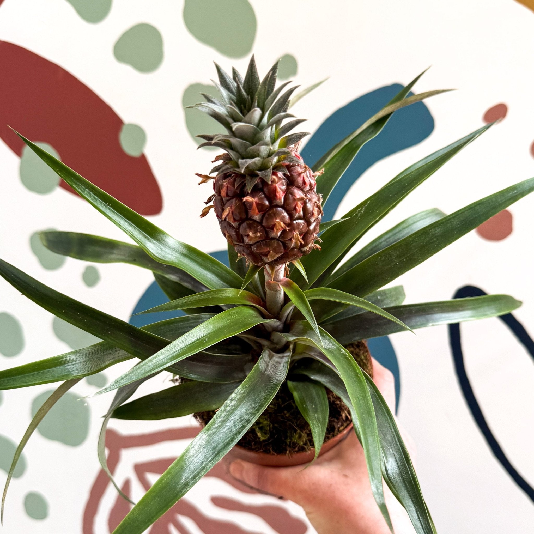 Ananas comosus 'Rosita' - Rose Pineapple Plant – Sprouts of Bristol