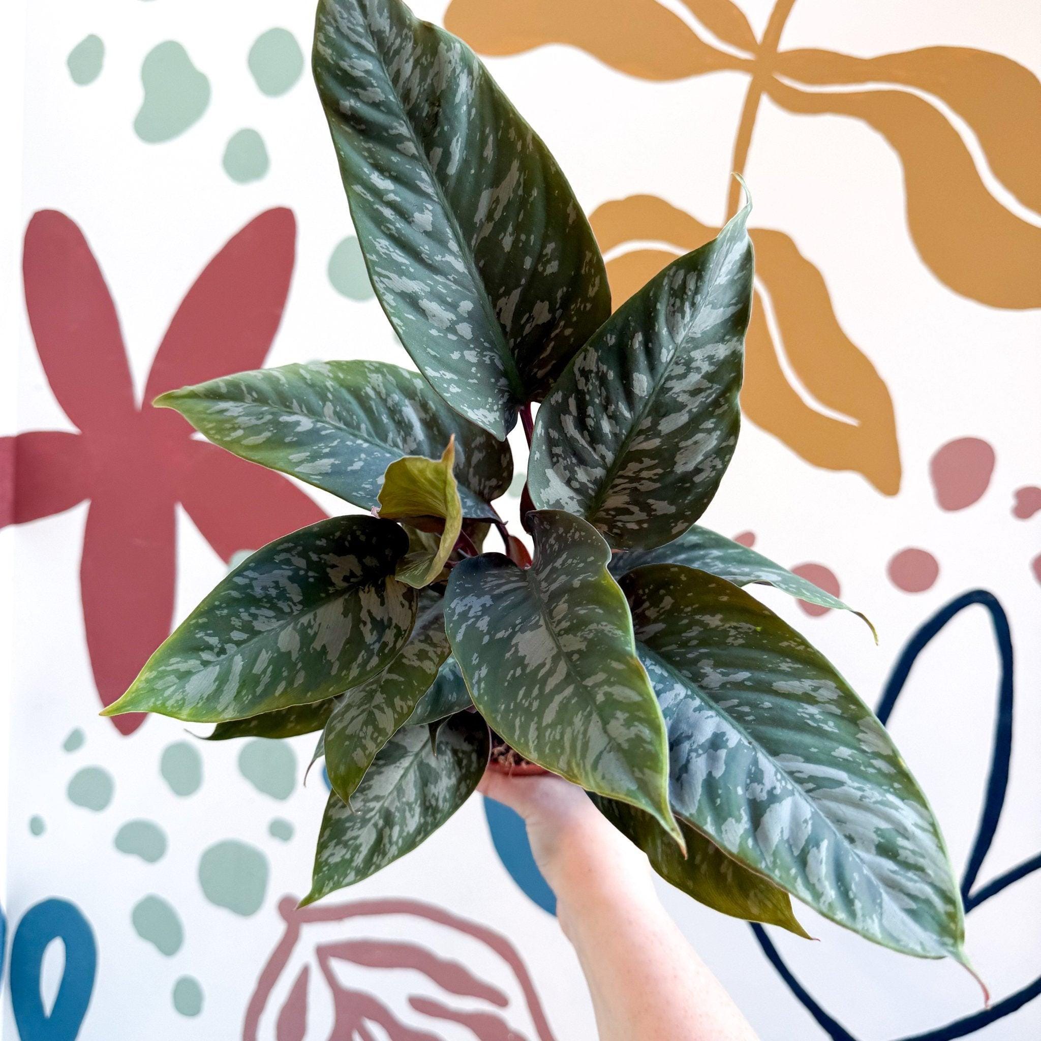 Apoballis acuminatissima – Sprouts of Bristol