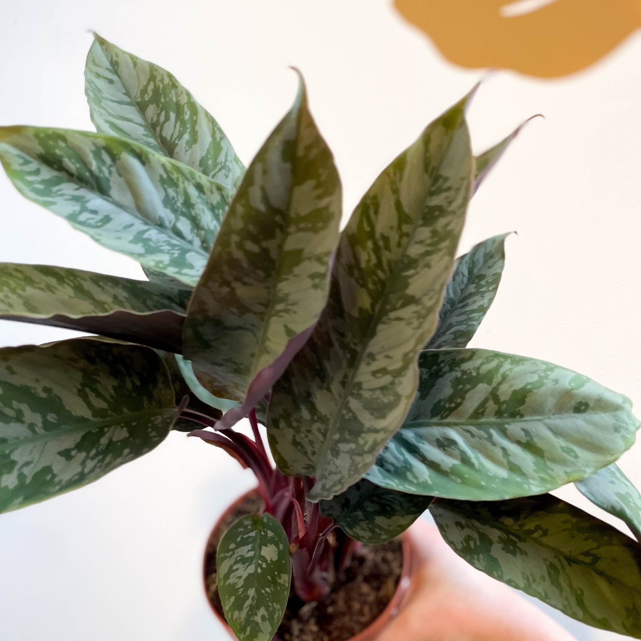 Apoballis acuminatissima – Sprouts of Bristol