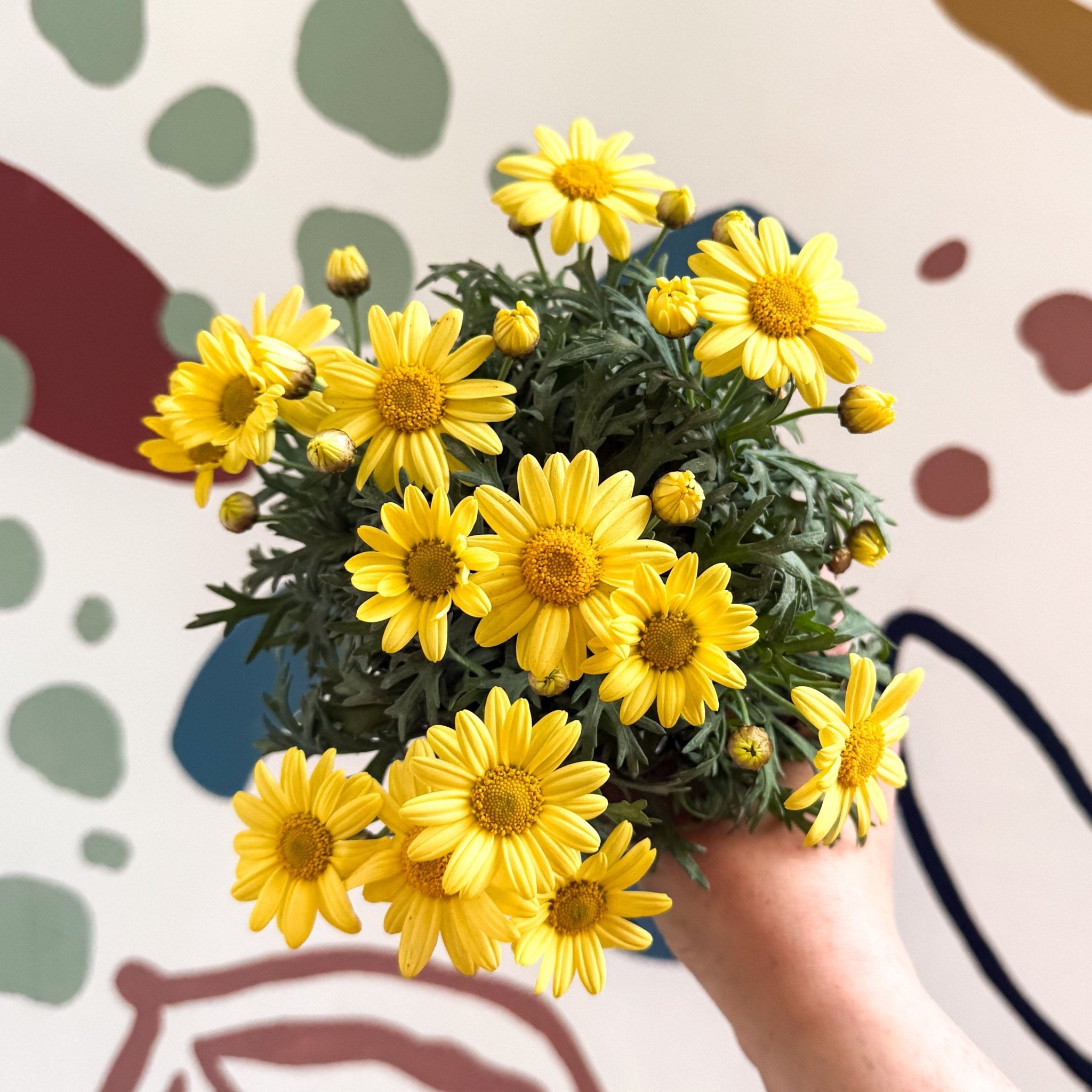 Argyranthemum frutescens 'La Rita Yellow' - Yellow Marguerite Daisy ...
