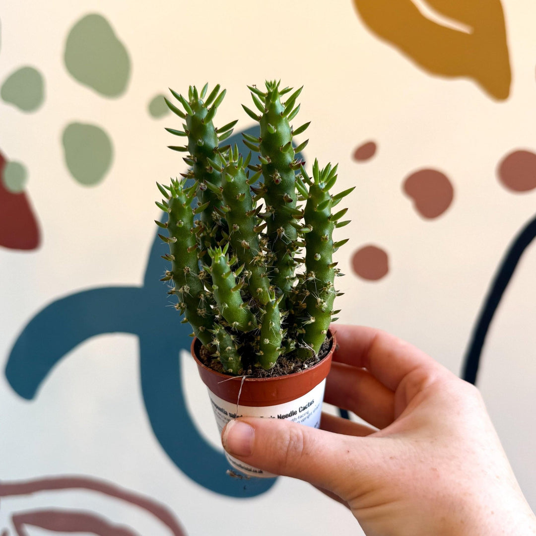 Austrocylindropuntia subulata – Eve's Needle Cactus – Sprouts of Bristol