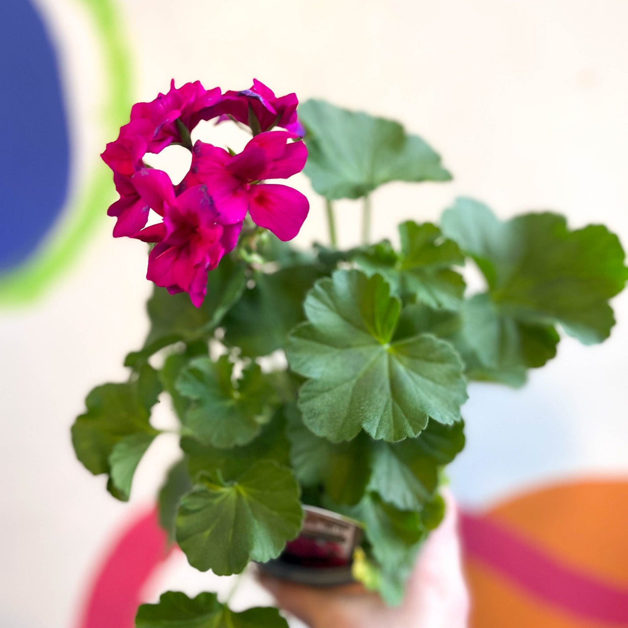 Pelargonium interspecific ‘Calliope Violet’ - Bedding Geranium ...