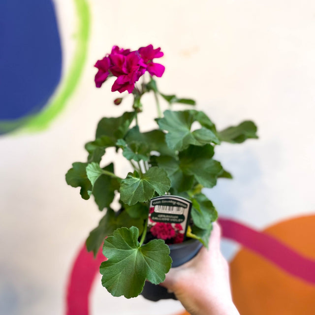 Pelargonium interspecific ‘Calliope Violet’ - Bedding Geranium ...