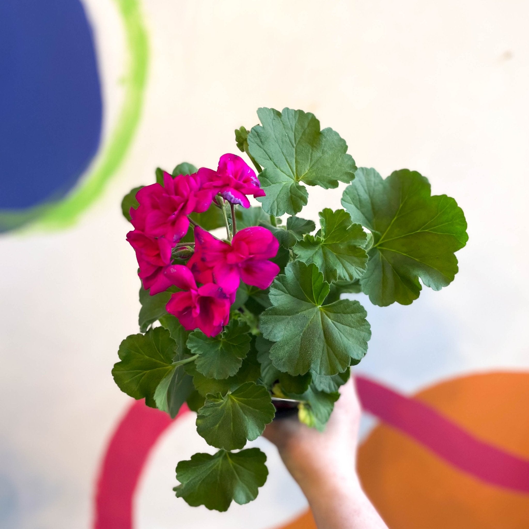 Pelargonium interspecific ‘Calliope Violet’ - Bedding Geranium ...