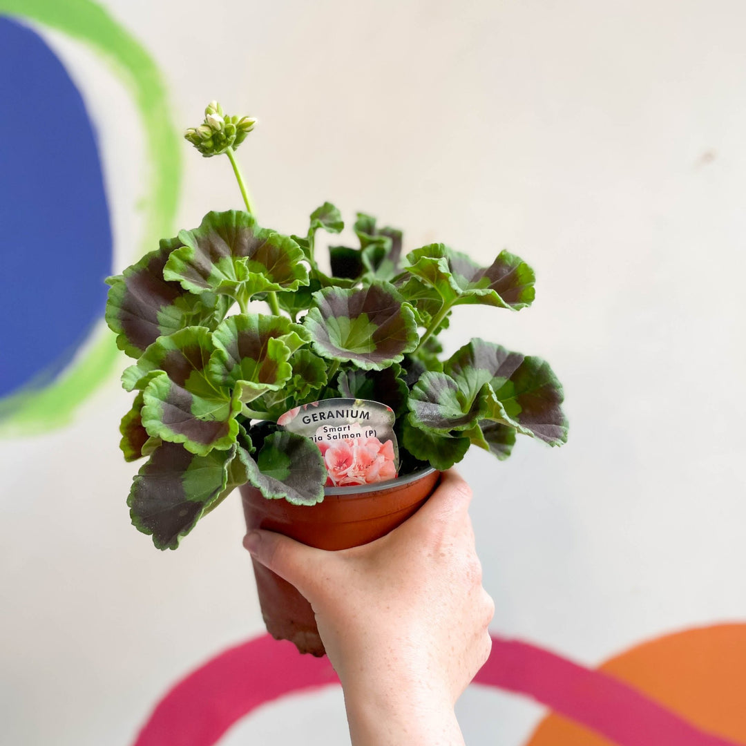 Pelargonium interspecific ‘Smart Lenja Salmon’ - Bedding Geranium - Br ...