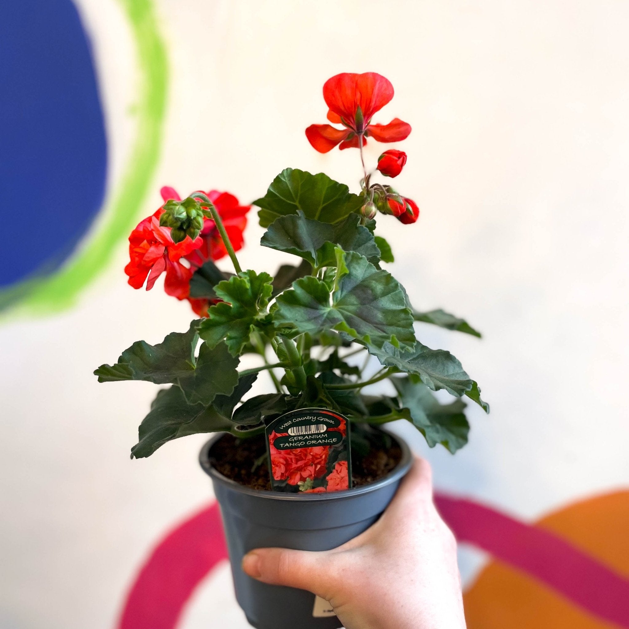 Pelargonium interspecific ‘Tango Orange’ - Bedding Geranium – Sprouts ...