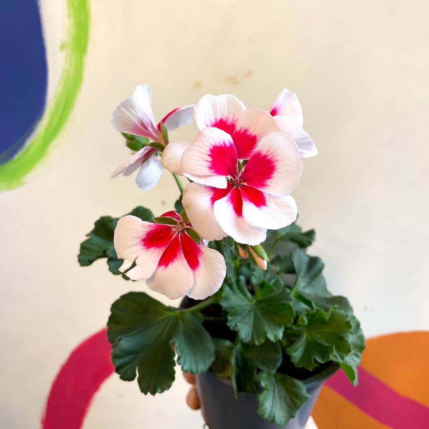 Pelargonium interspecific ‘Tango White Splash’. -Bedding Geranium ...