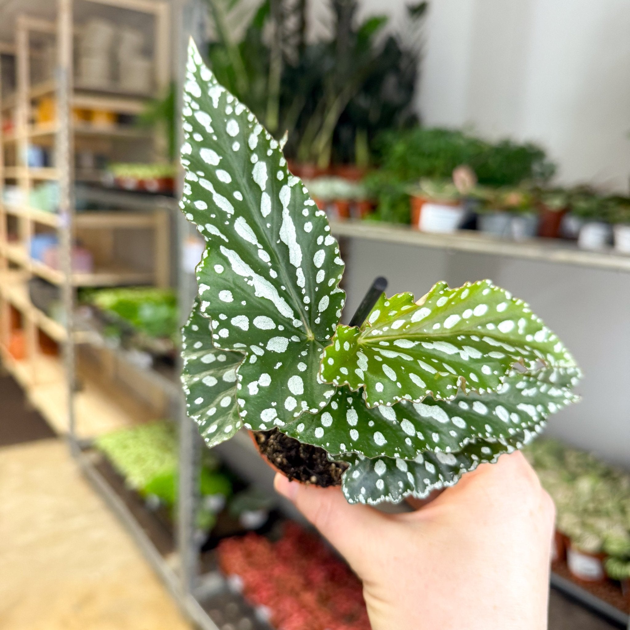 Begonia maculata ‘Silverspot’ – White Polka Dot Begonia – Sprouts of ...