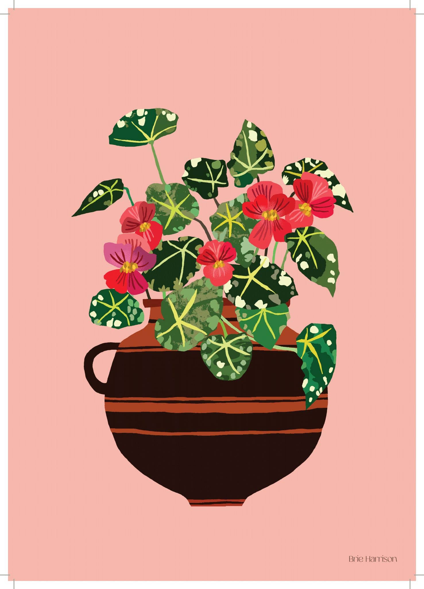 Begonia Print A4 – Sprouts of Bristol