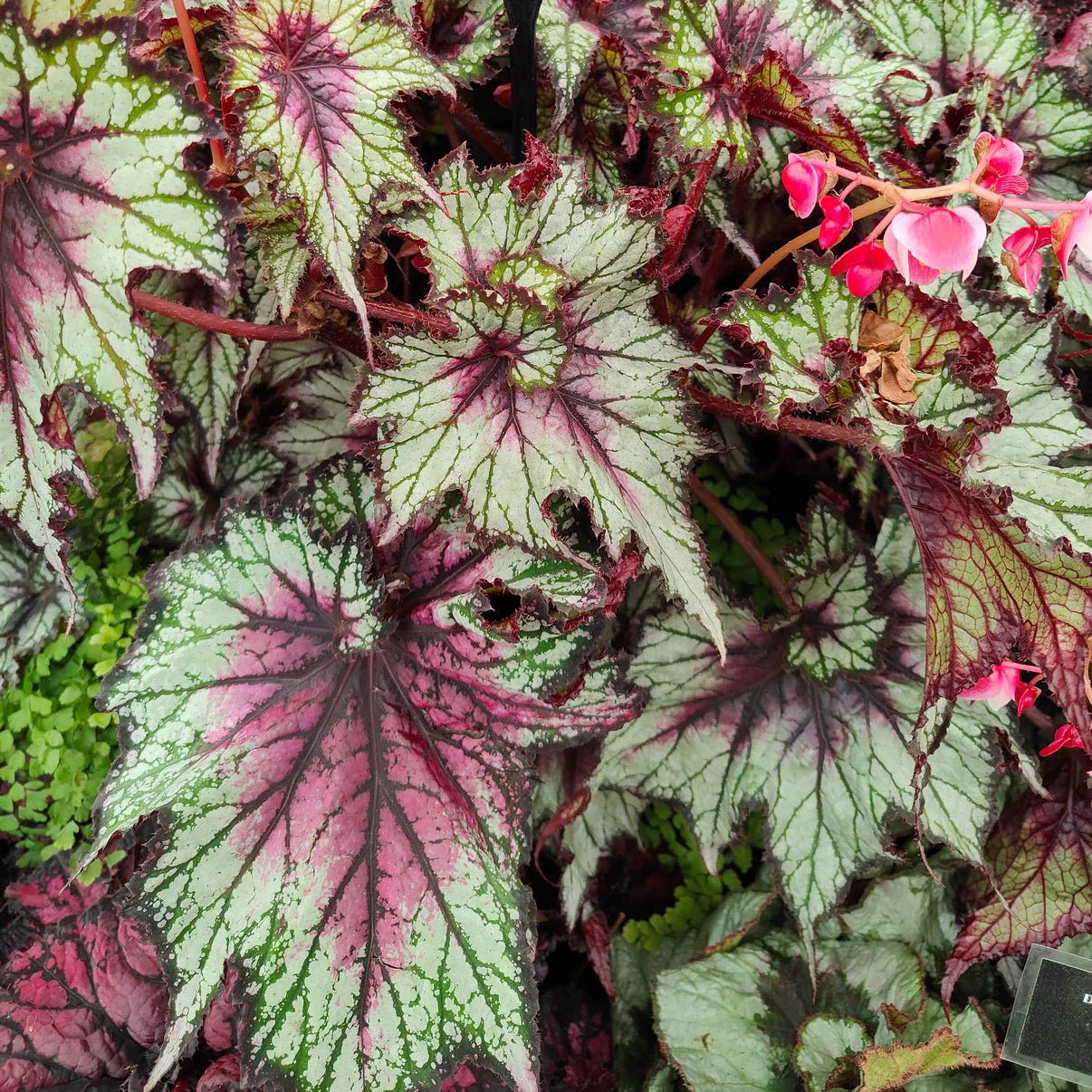 Begonia rex 'Red Tempest' - Welsh Grown – Sprouts of Bristol