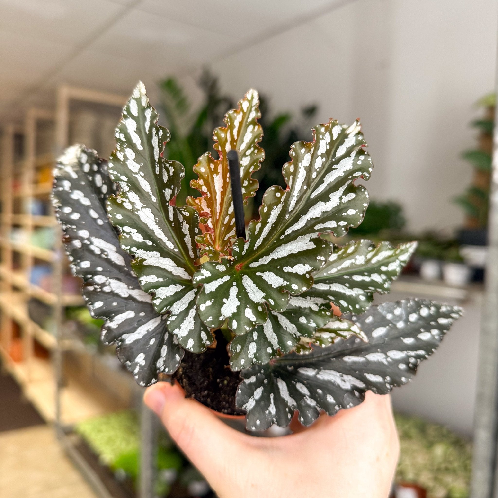 Begonia ‘Ruby’ – Angel Wing Begonia – Sprouts of Bristol