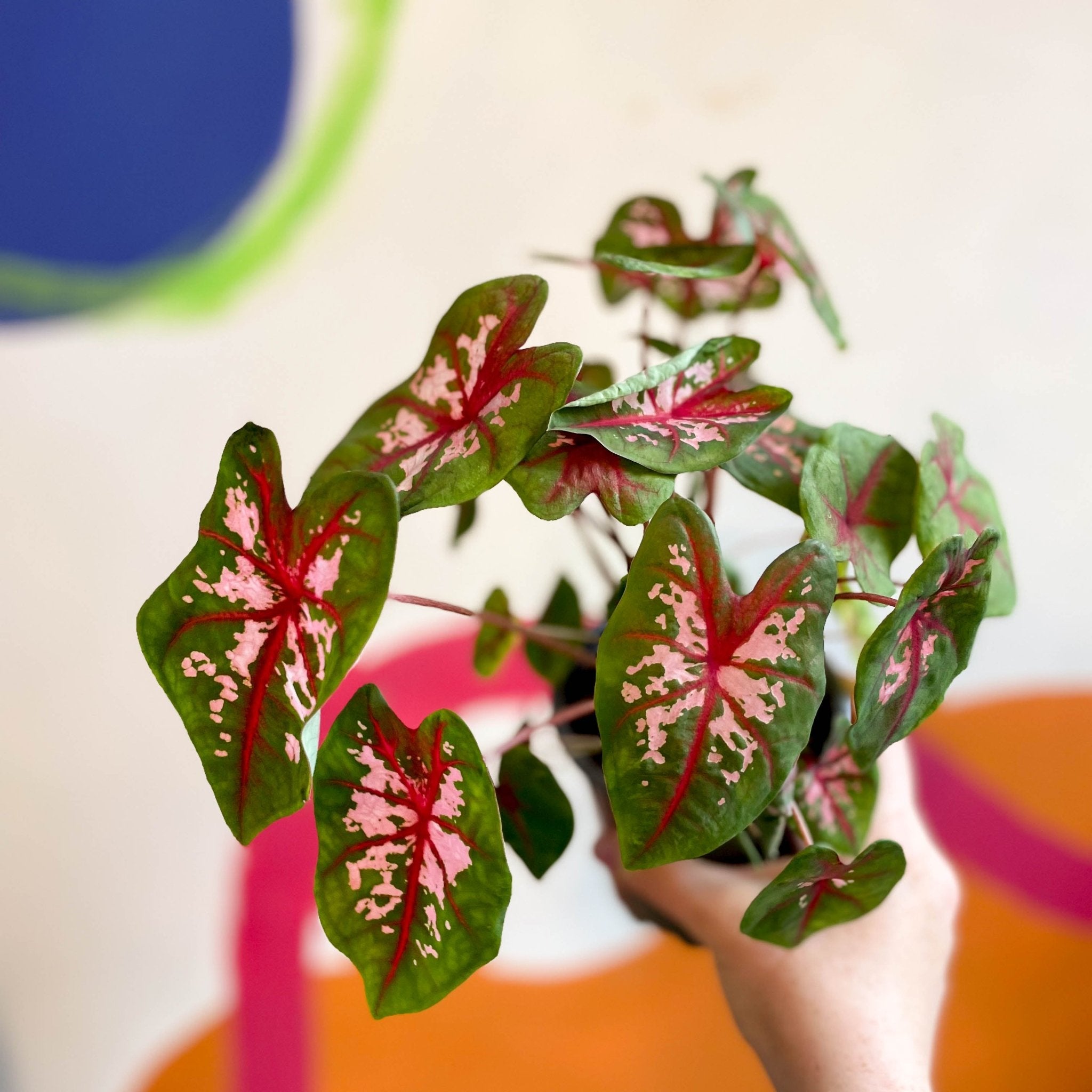 Caladium 'Butterfly' – Sprouts of Bristol