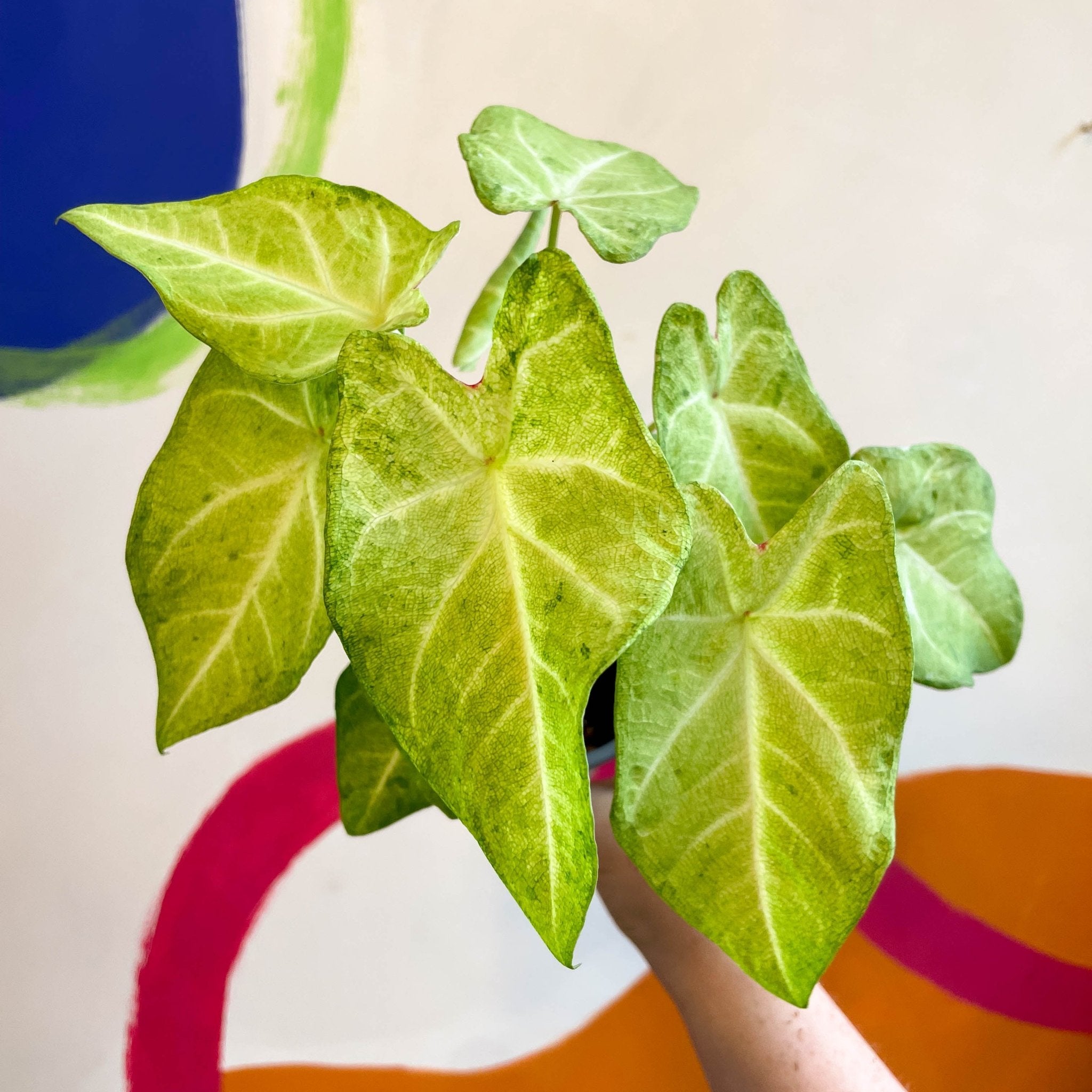 Caladium 'Lizard' – Sprouts of Bristol