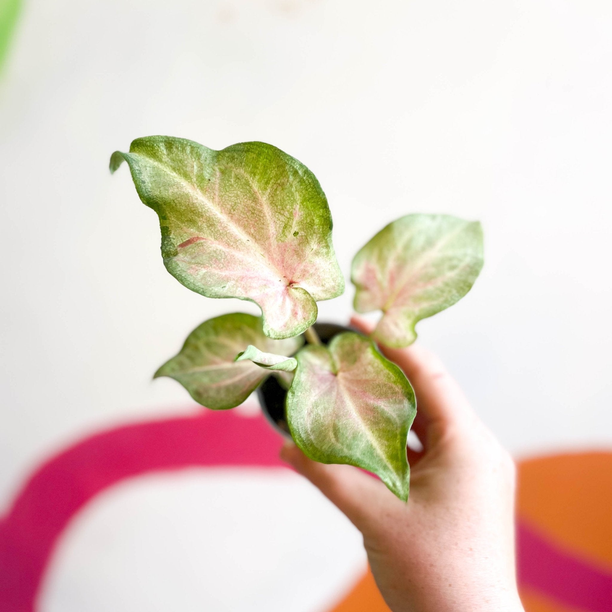 Caladium maculatum – Sprouts of Bristol