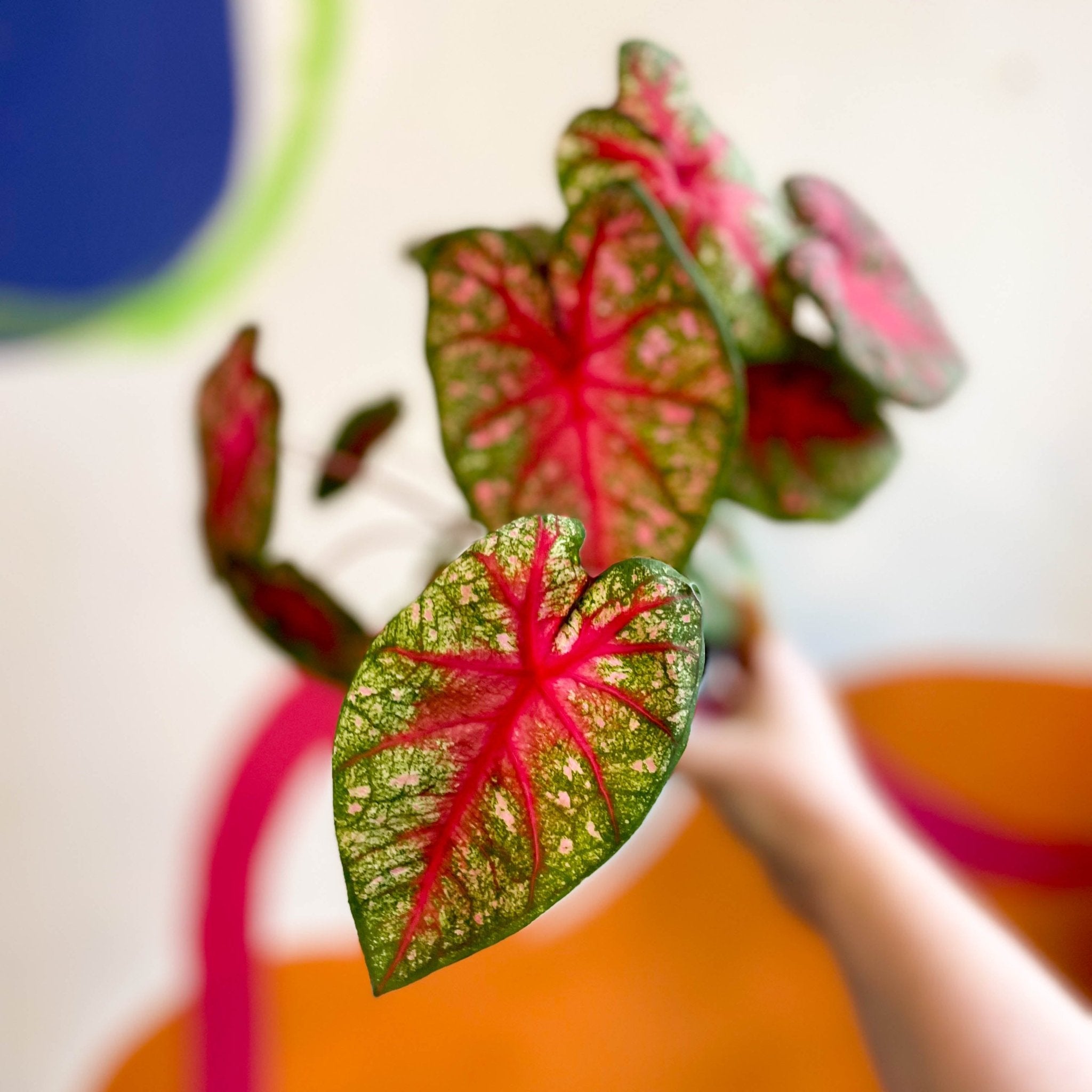Caladium 'Pink Queen' – Sprouts of Bristol
