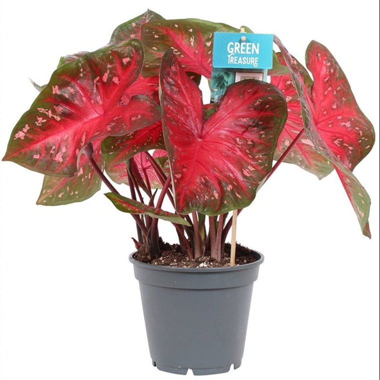 Caladium 'Red Flash' – Sprouts of Bristol