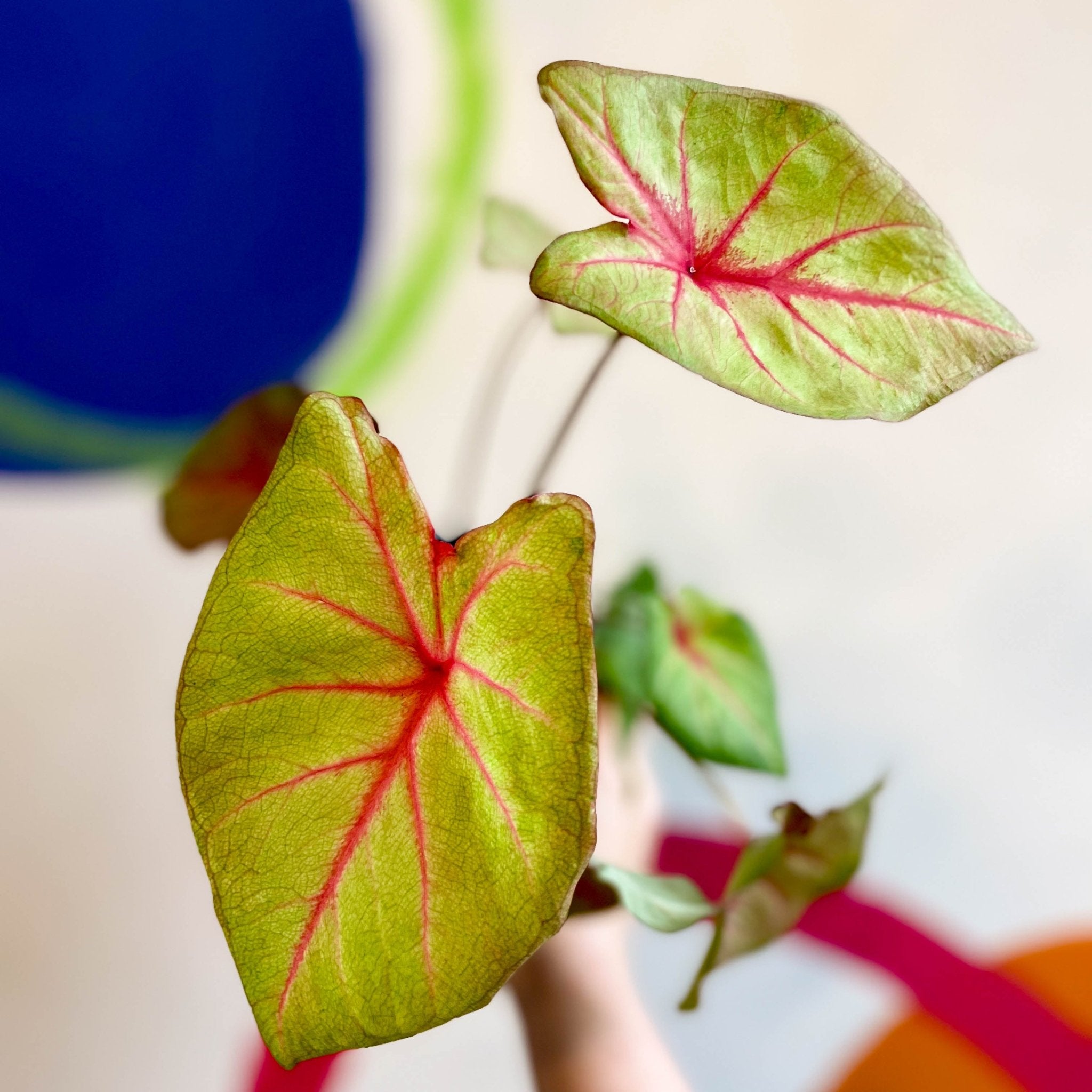 Caladium 'River' – Sprouts of Bristol