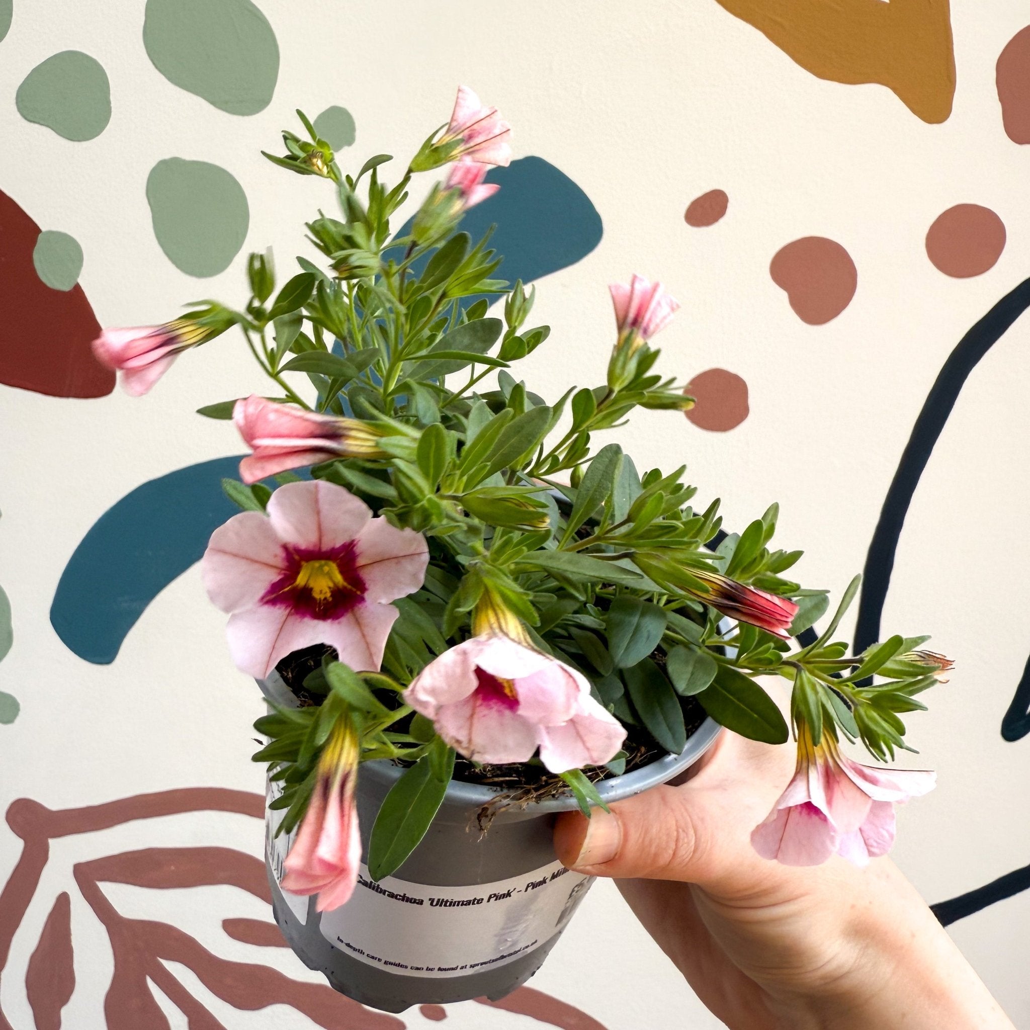 Calibrachoa 'Ultimate Pink' - Pink Million Bells – Sprouts of Bristol