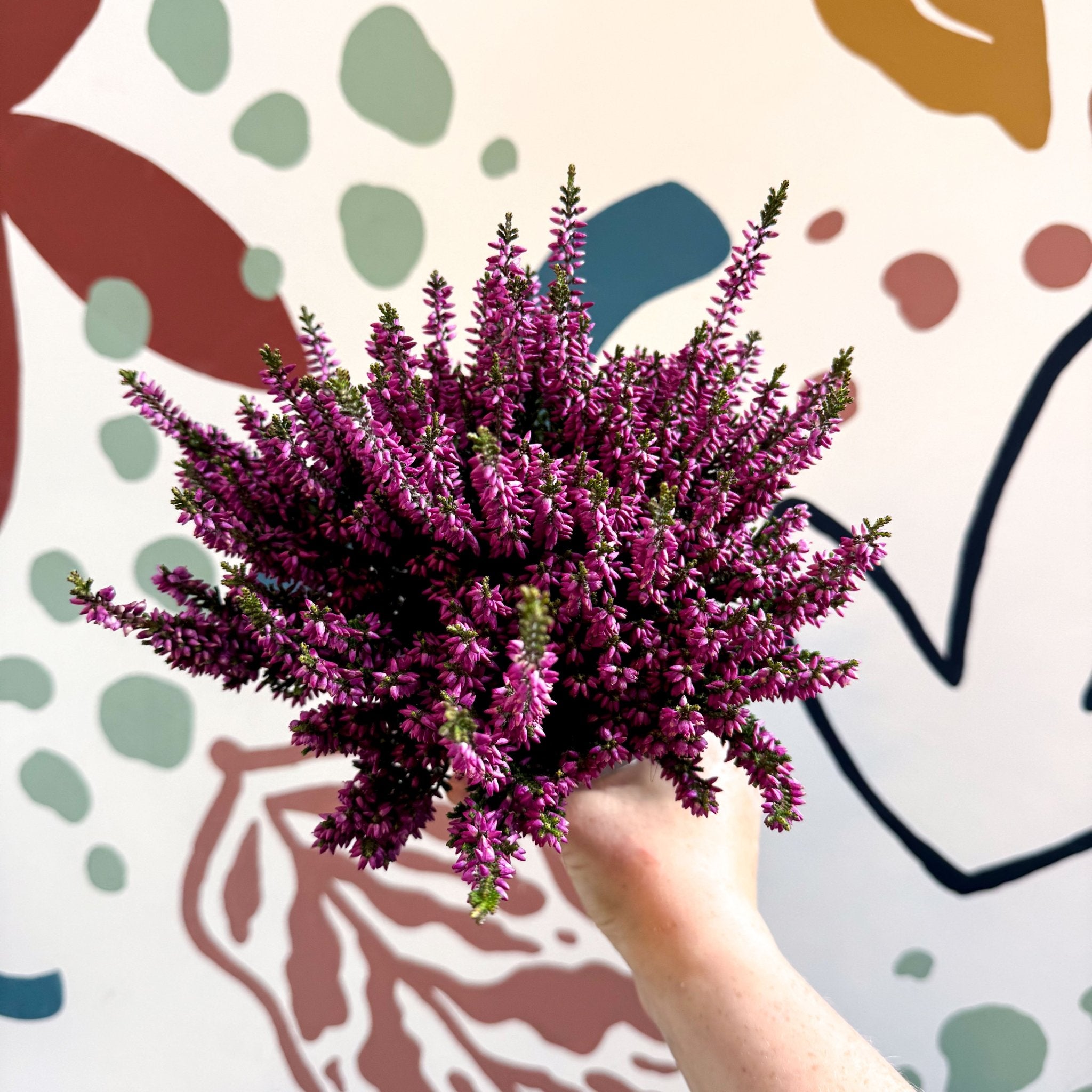 Calluna vulgaris ‘Beauty Ladies® Lila’ – Lilac Heather – Sprouts of Bristol