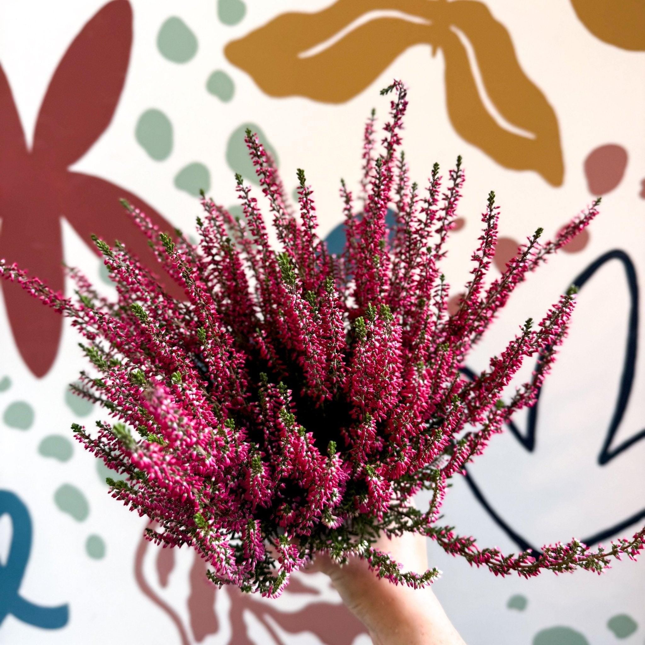 Calluna vulgaris 'Beauty Ladies® Rood' – Red Heather – Sprouts of Bristol