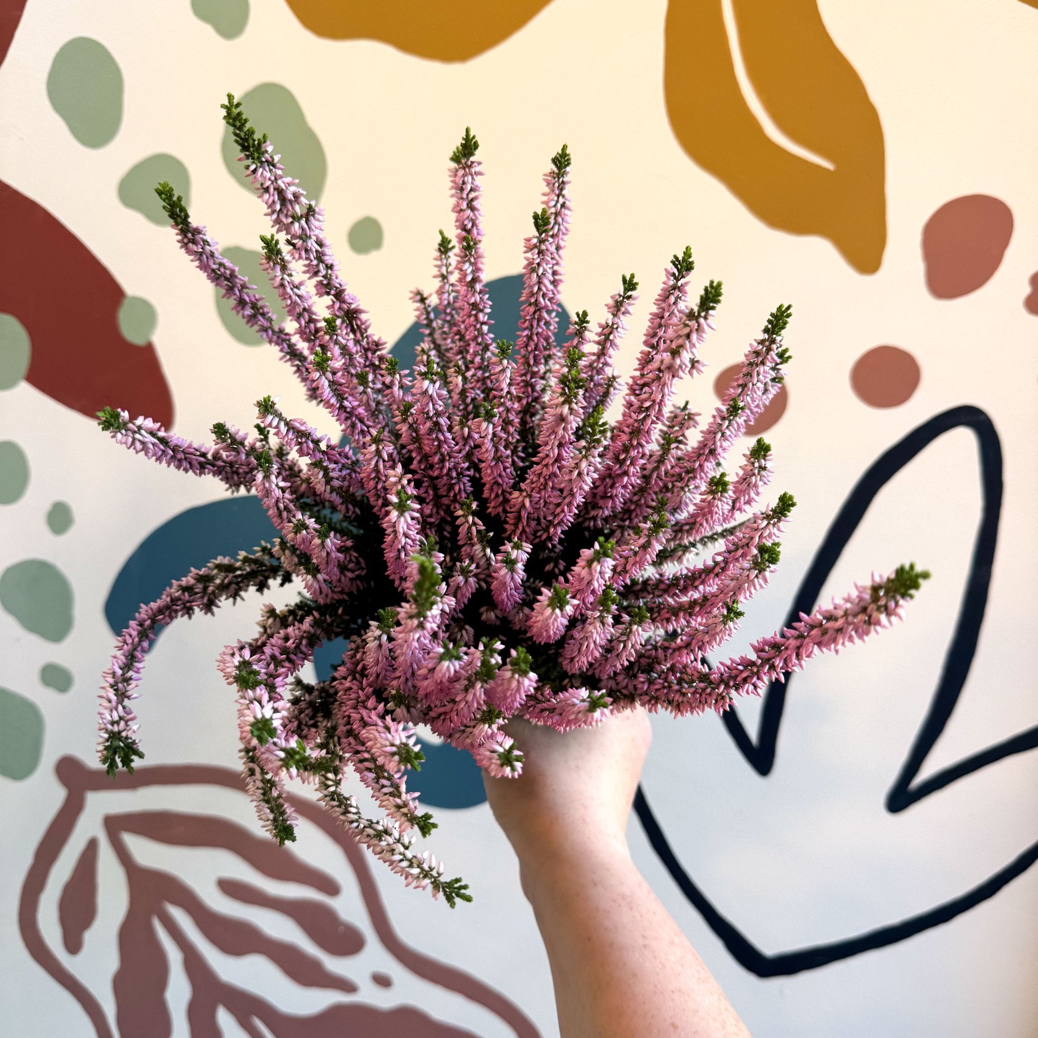 Calluna vulgaris ‘Beauty Ladies® Roze’ – Pink Heather – Sprouts of Bristol