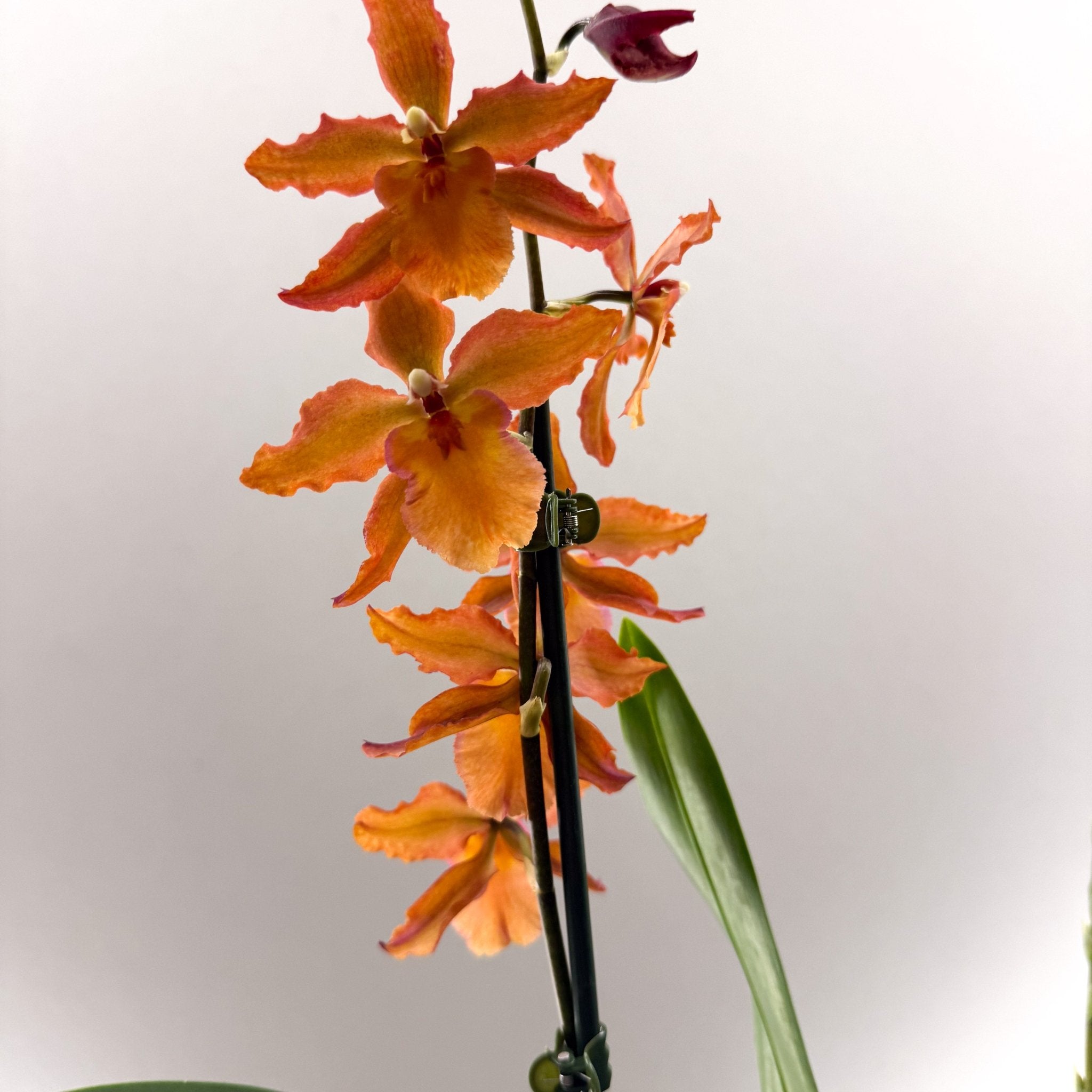 Cambria Orchid (Oncidium-type hybrid) – Burnt Orange – Sprouts of Bristol