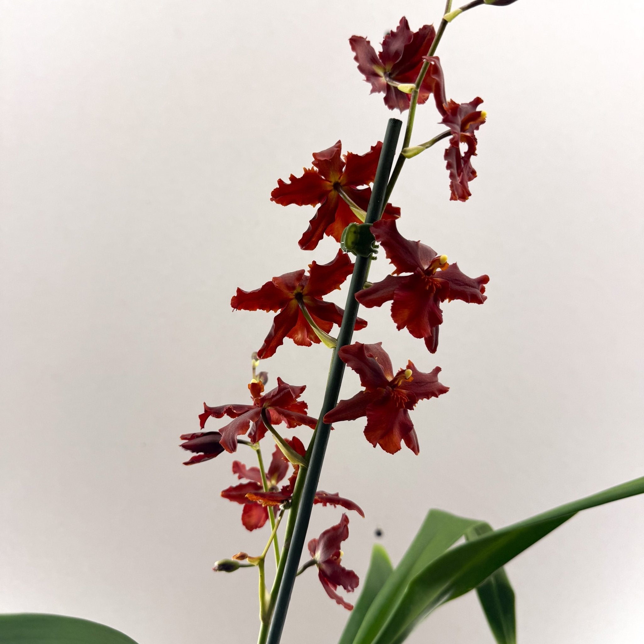 Cambria Orchid (Oncidium-type hybrid) – Red & Burgundy – Sprouts of Bristol