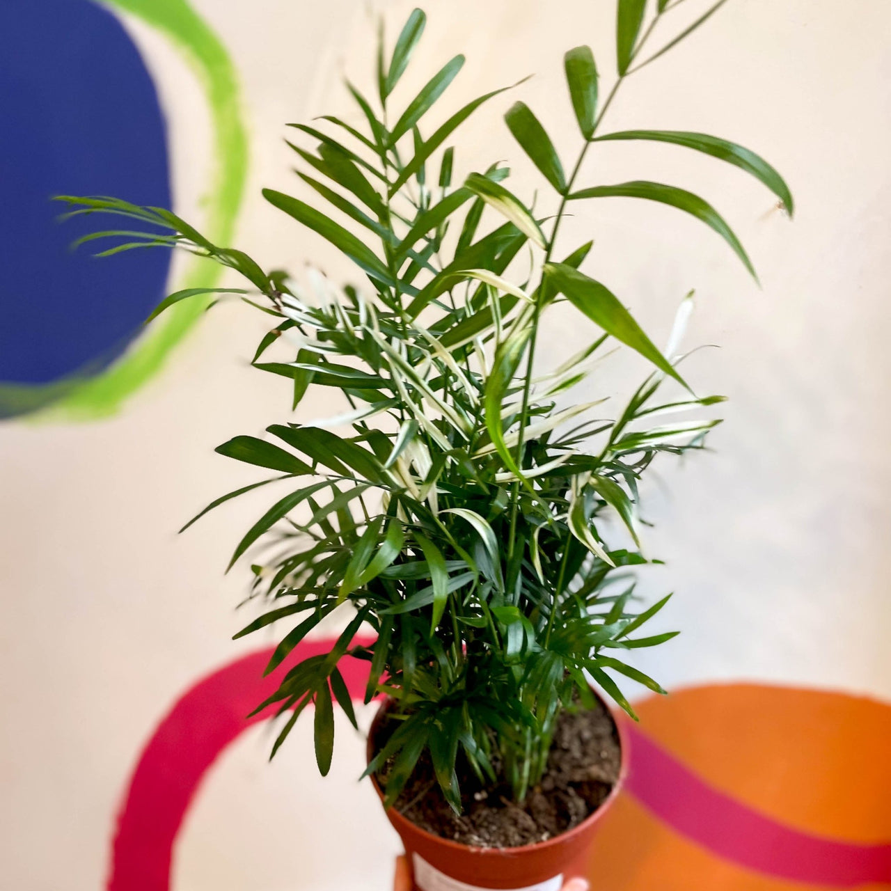 Chamaedorea elegans variegata - Parlour Palm – Sprouts of Bristol