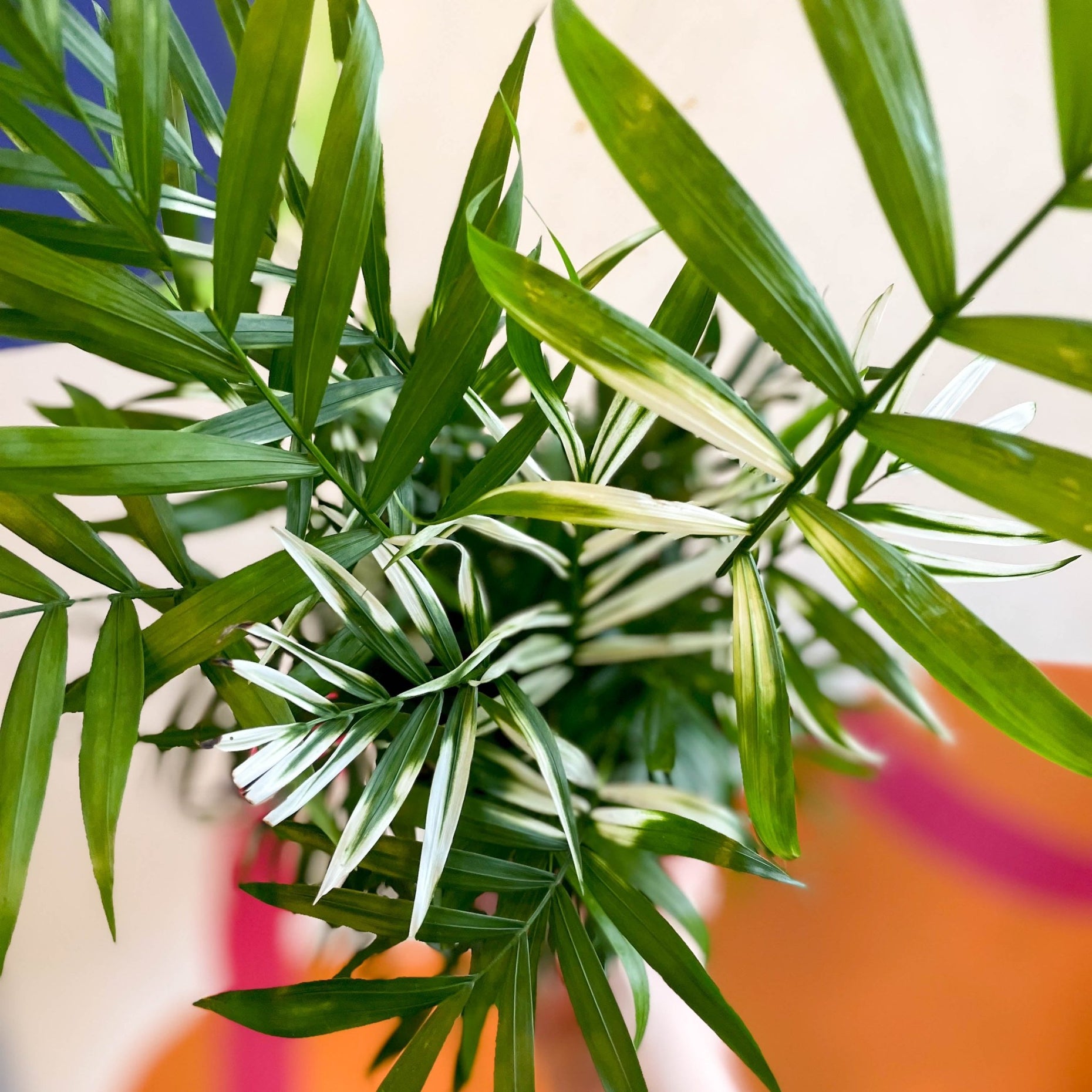 Chamaedorea elegans variegata - Parlour Palm – Sprouts of Bristol
