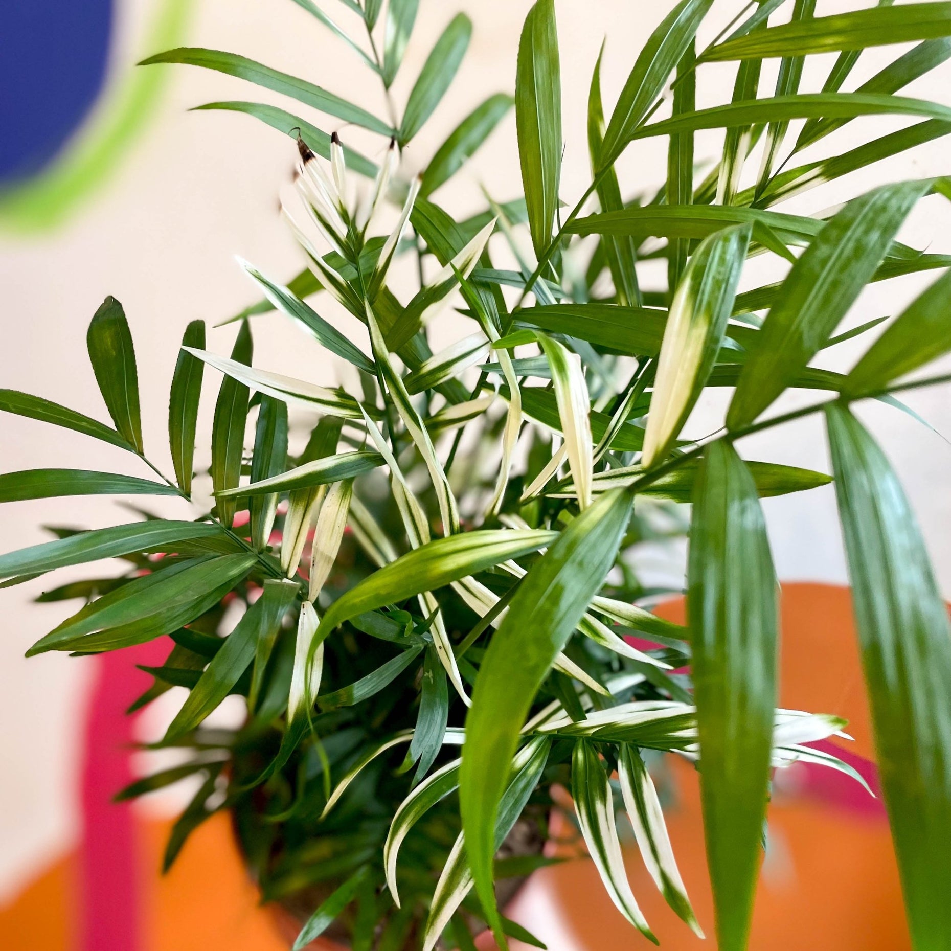 Chamaedorea elegans variegata - Parlour Palm – Sprouts of Bristol