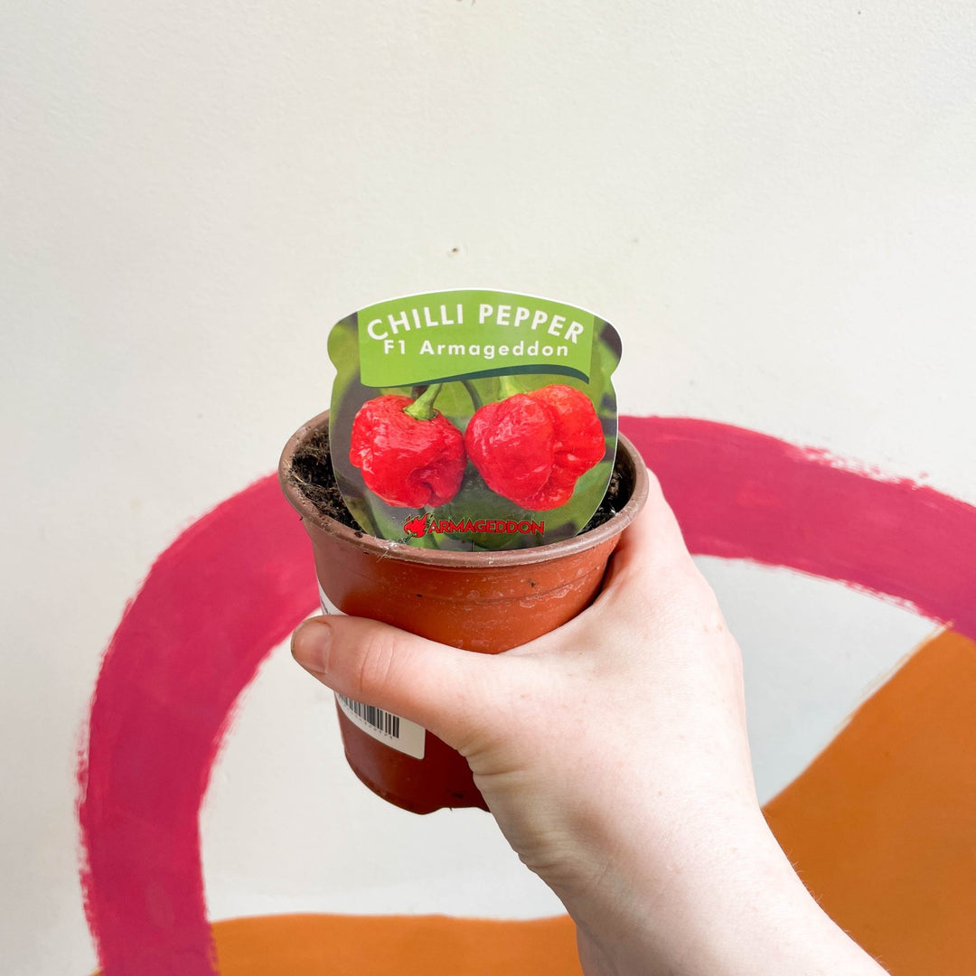 Chilli Pepper - Capsicum annuum 'Armageddon' F1 - British Grown ...