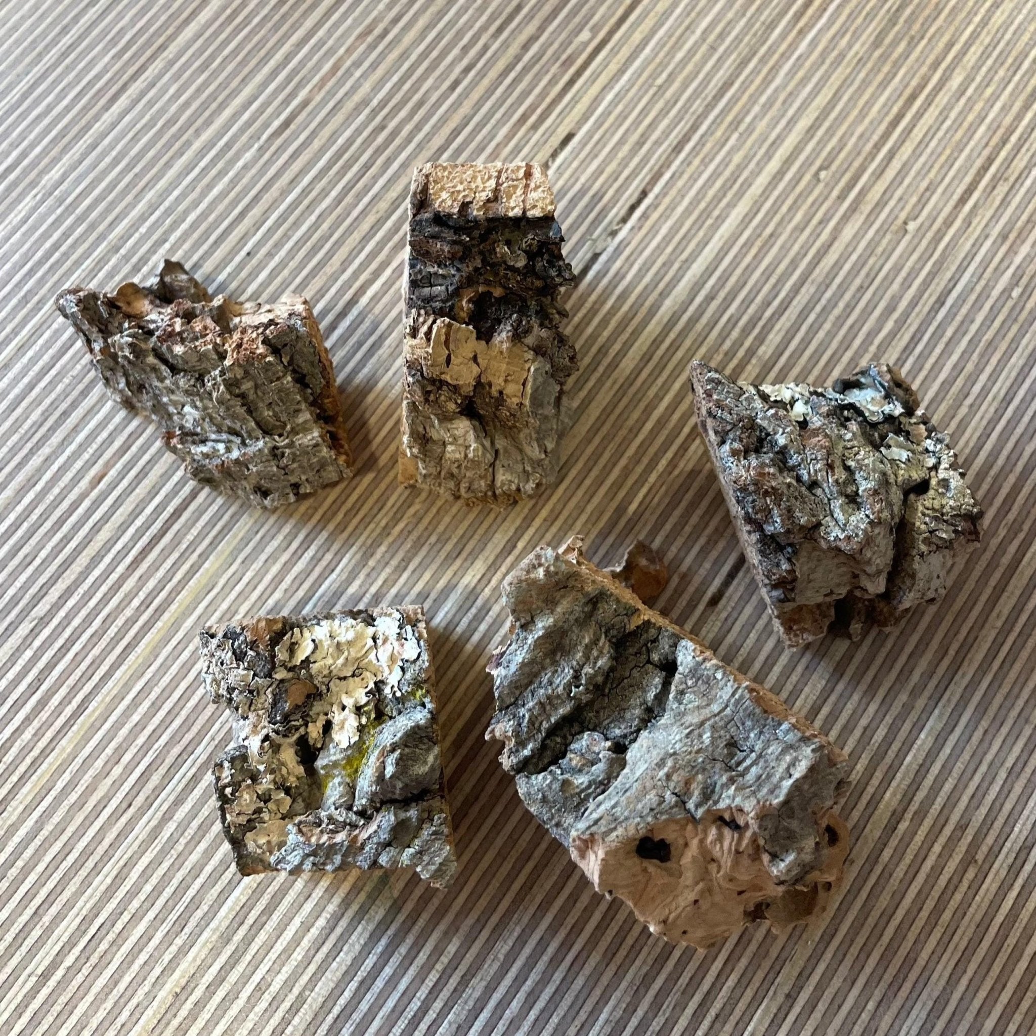 Cork Bark Chunks / Pieces - Terrarium Supplies – Sprouts of Bristol