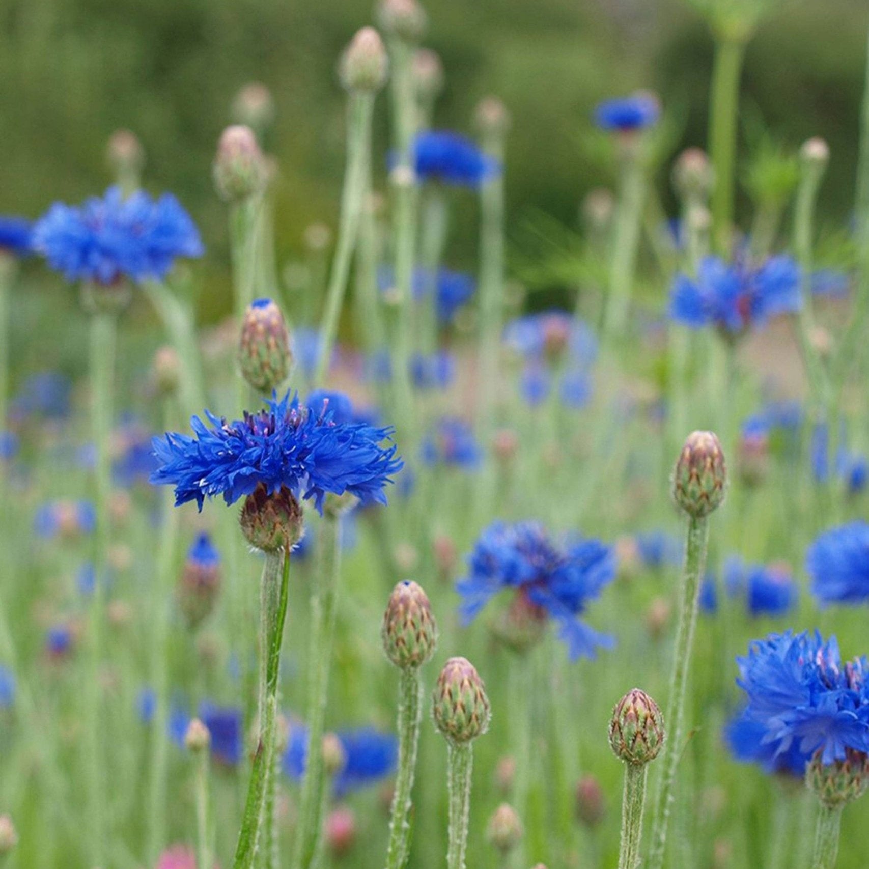 Cornflower (Centaurea cyanus) Seeds – Sprouts of Bristol