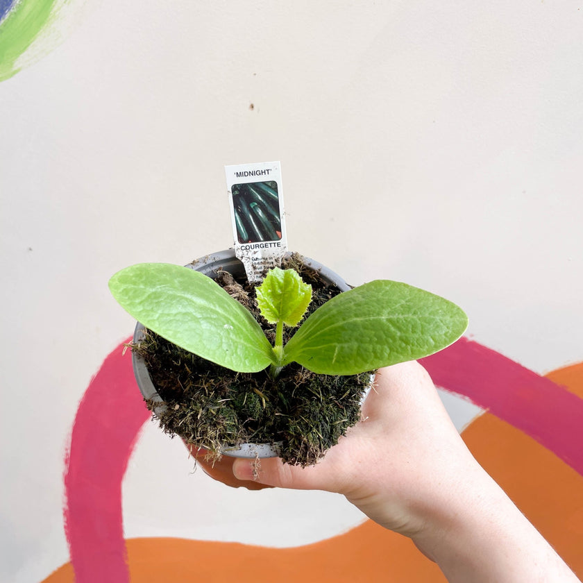 Cucurbita pepo 'Midnight' - Courgette [British Grown] – Sprouts of Bristol