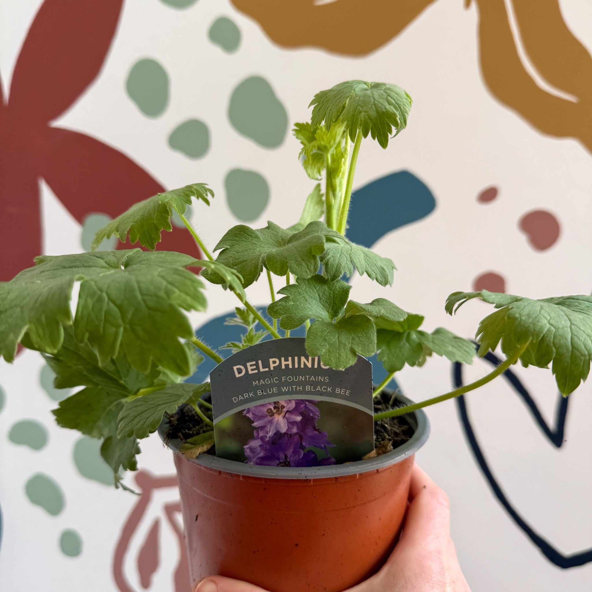 Delphinium elatum 'Magic Fountains Dark Blue with Black Bee' [British ...