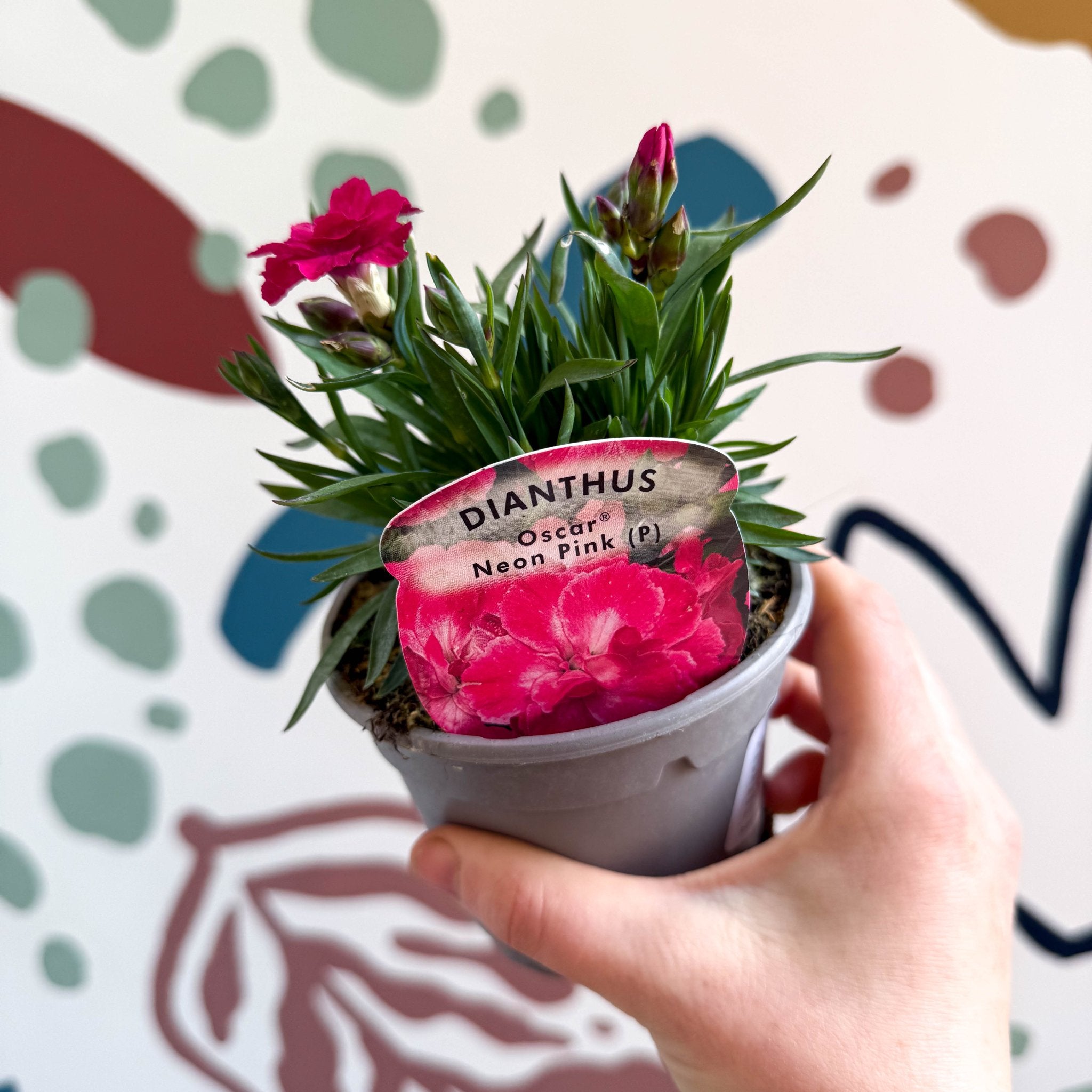 Dianthus 'Oscar Neon Pink' - Pot Carnations [British Grown] – Sprouts ...