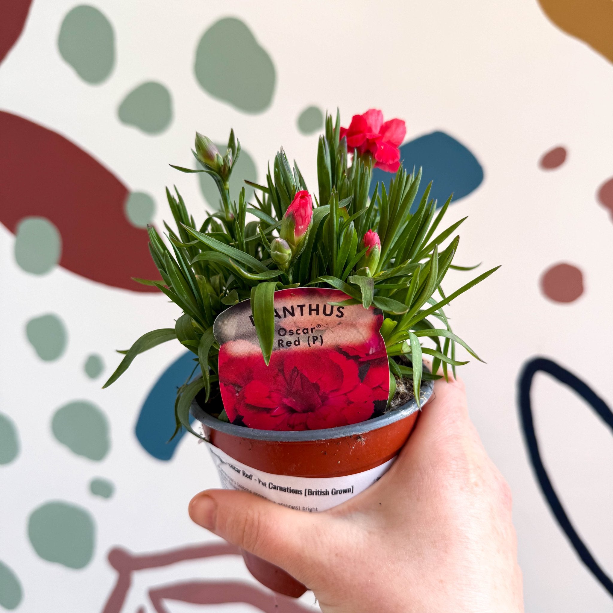 Dianthus 'Oscar Red' - Pot Carnations [British Grown] – Sprouts of Bristol